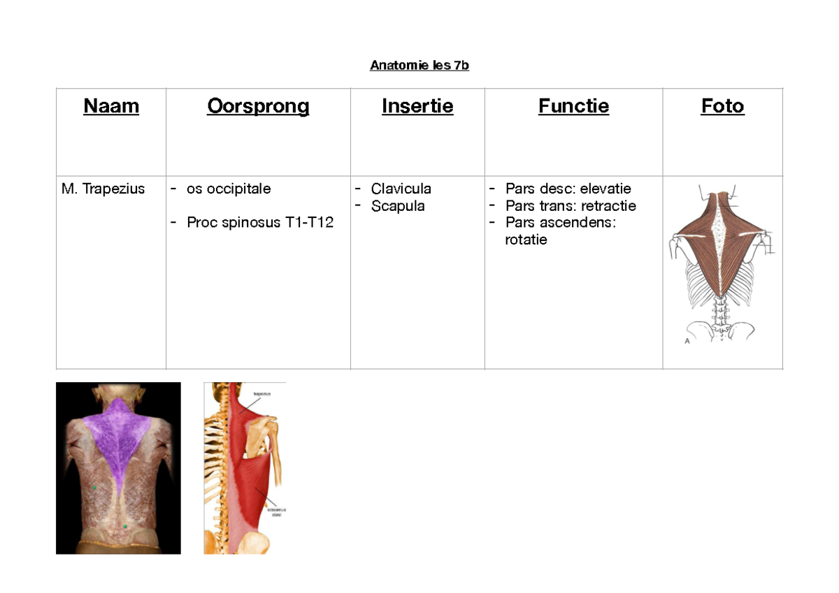 Anatomie rompspieren - Anatomie les 7b Naam Oorsprong Insertie Functie ...