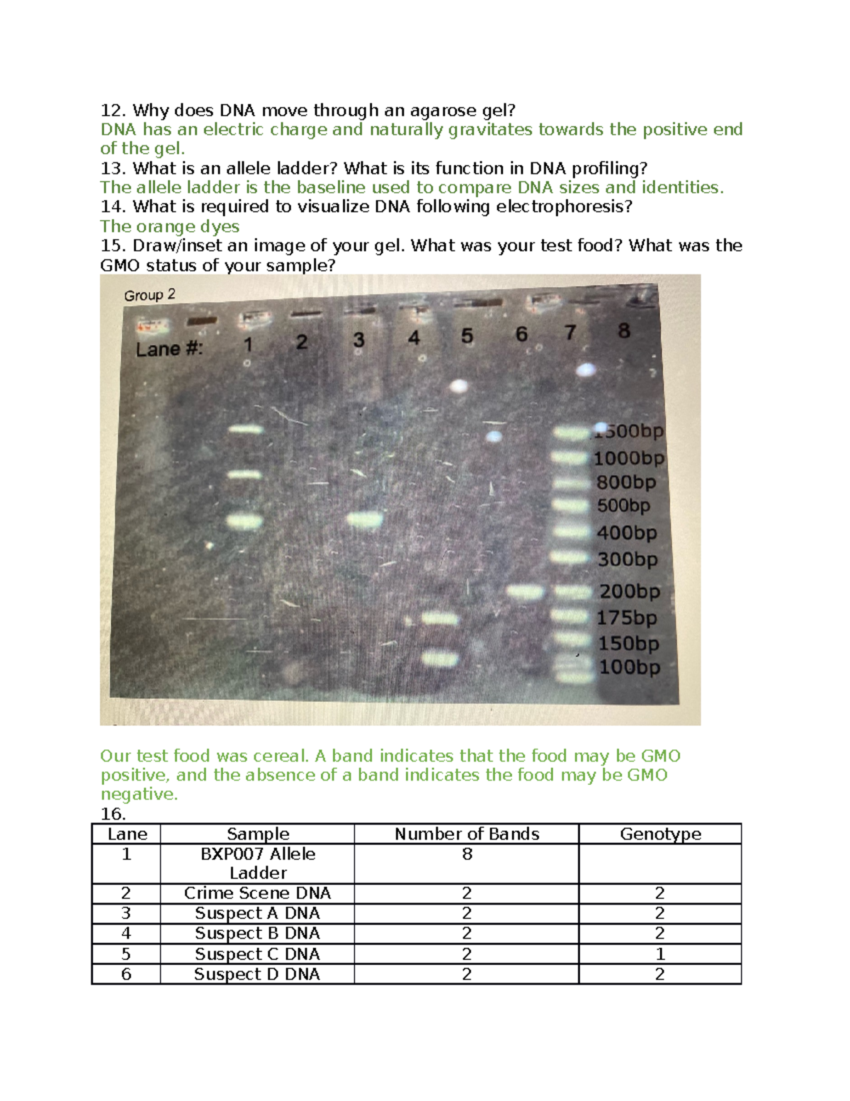 Homework Assignment #11 - Why does DNA move through an agarose gel? DNA ...