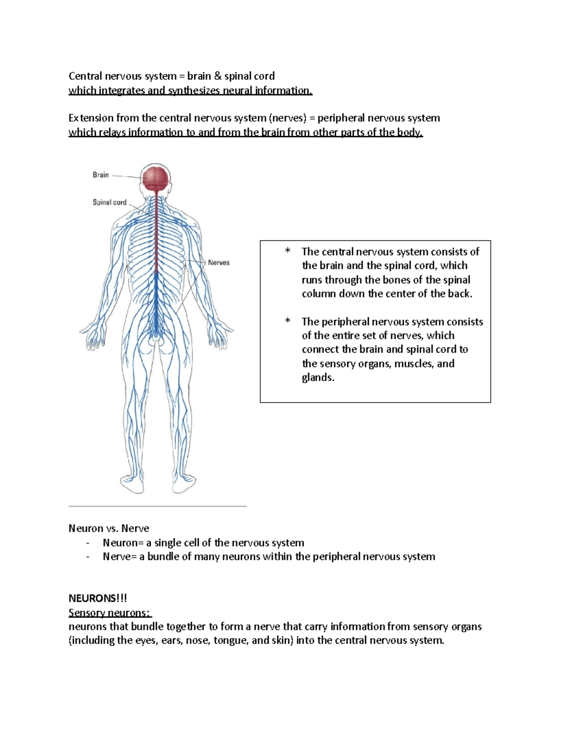 Nervous system - Notes - Central nervous system = brain & spinal cord ...