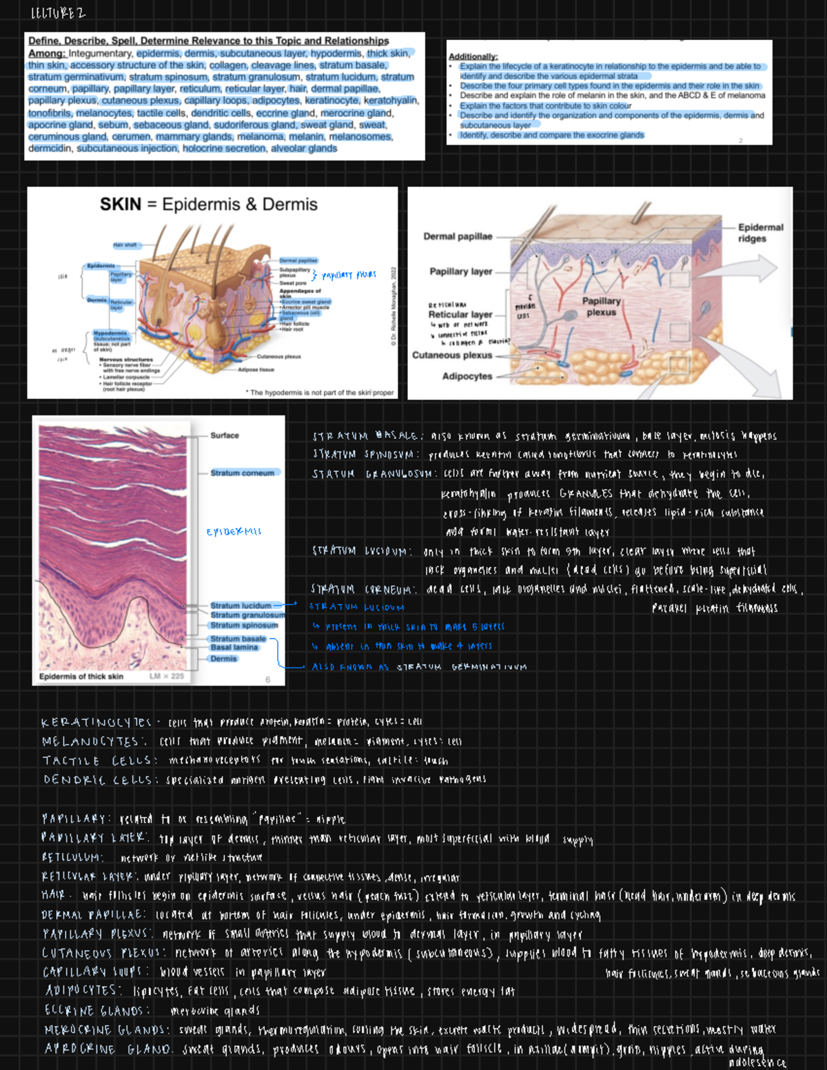 Untitled Notebook - anatomy - LECTUREZ 3 papillary plexus STRATUM ...