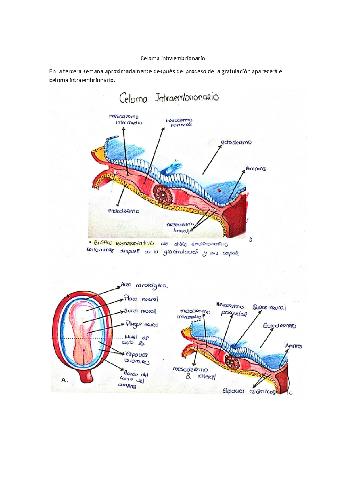 O Celoma é A Cavidade Delimitada Diretamente - FDPLEARN