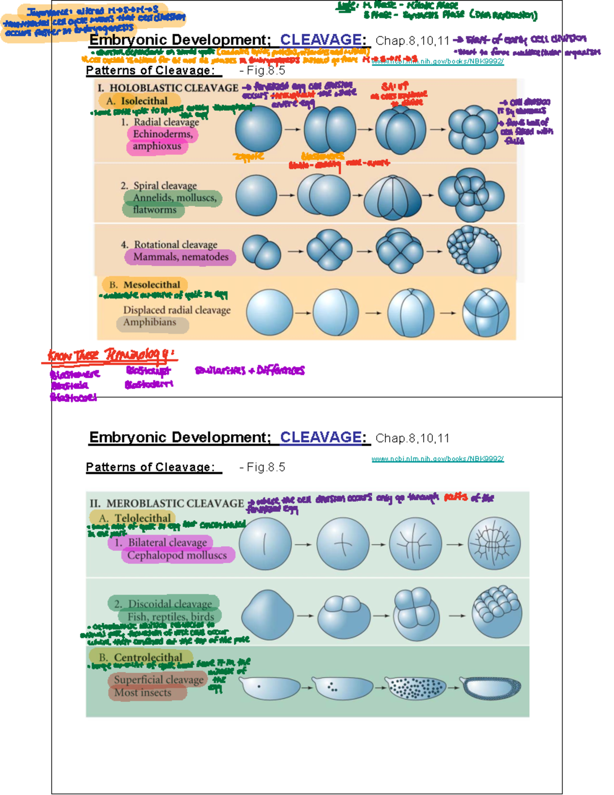 Cleavage L6 - In developmental biology - Patterns of Cleavage: - Fig. Embryonic Development ...