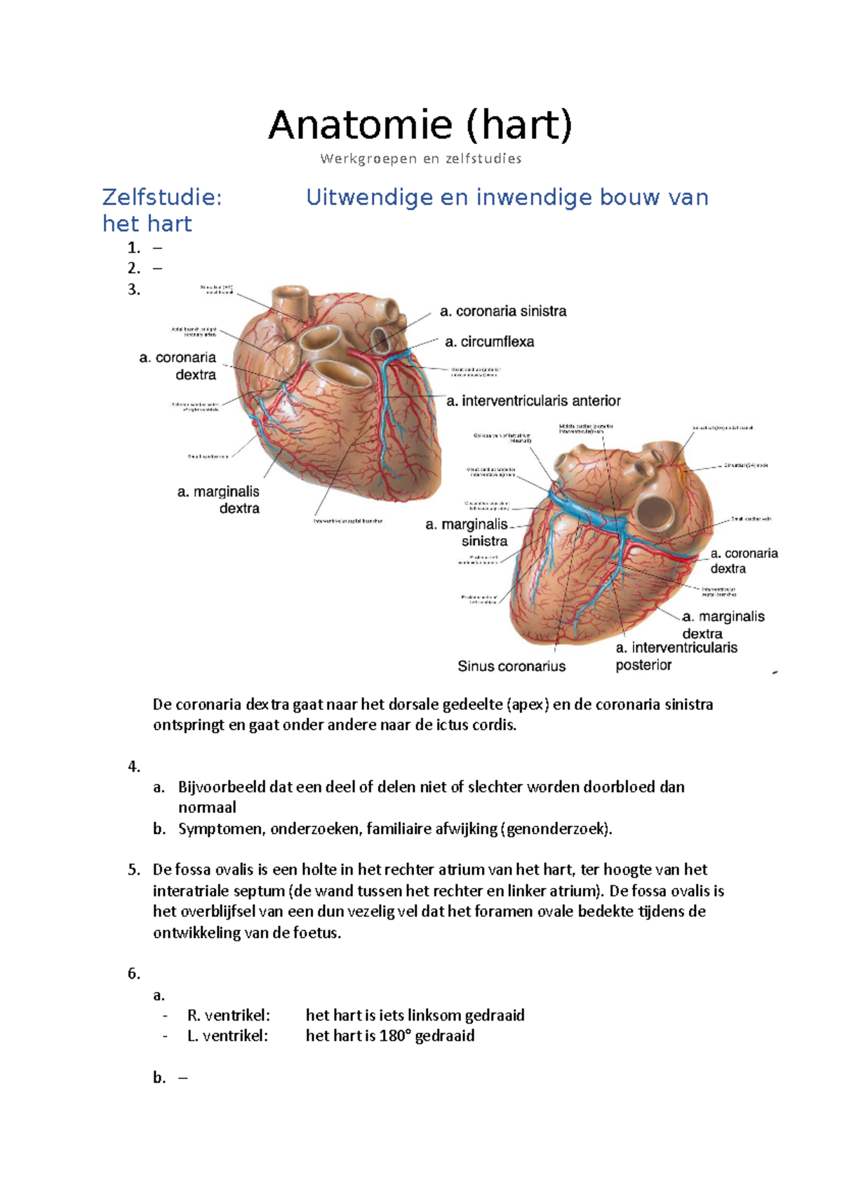 Zelfstudies Anatomie (hart) - Anatomie (hart) Werkg roe pen en ze lfstu ...