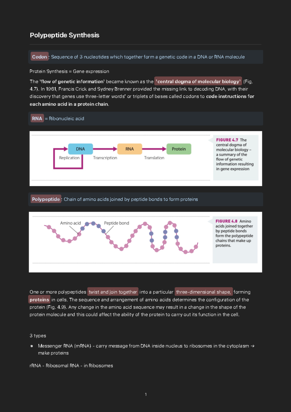 Polypeptide Synthesis - Polypeptide Synthesis Codon : Sequence of 3 ...