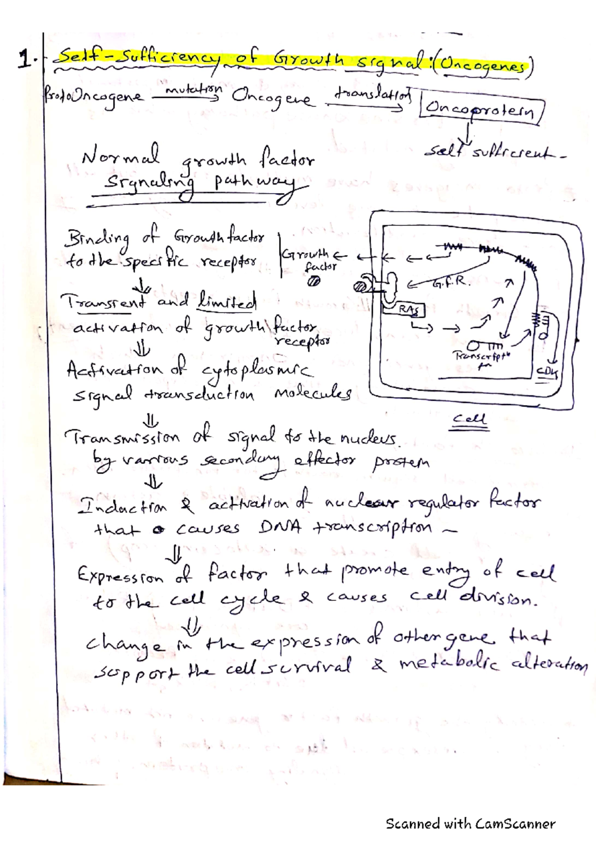 Oncogene Patho General Biology Studocu