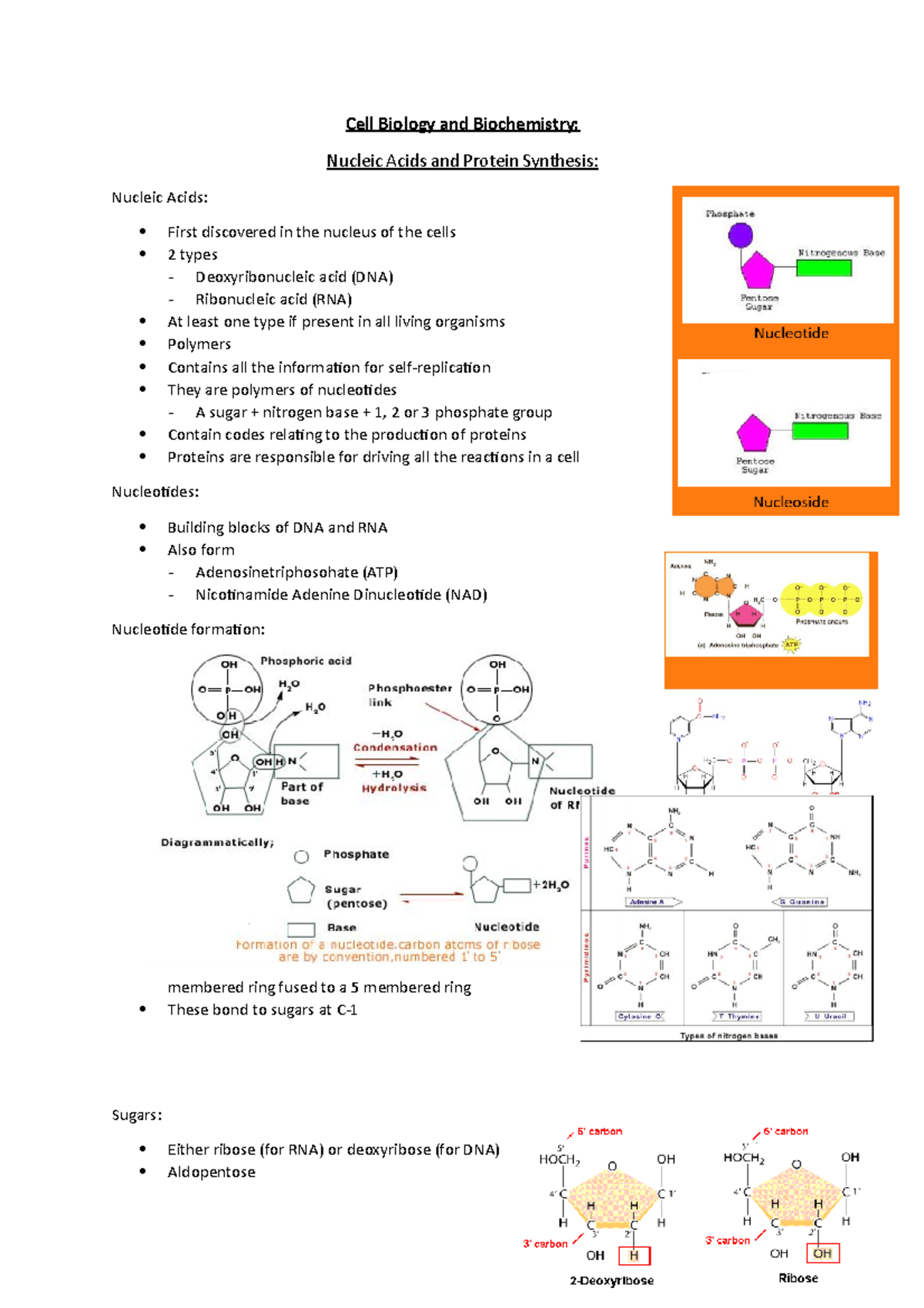 Lecture 12 - Nucleic Acids and Protein Synthesis - Cell Biology and ...