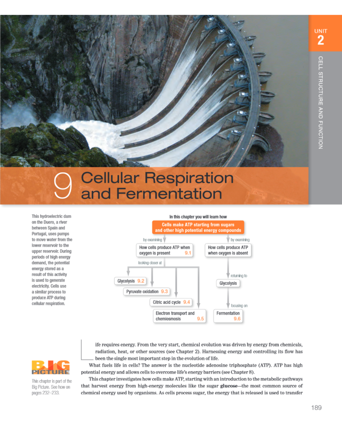 Freeman 6e ch9 cell respiration - UNIT 2 9 Cellular Respiration and ...