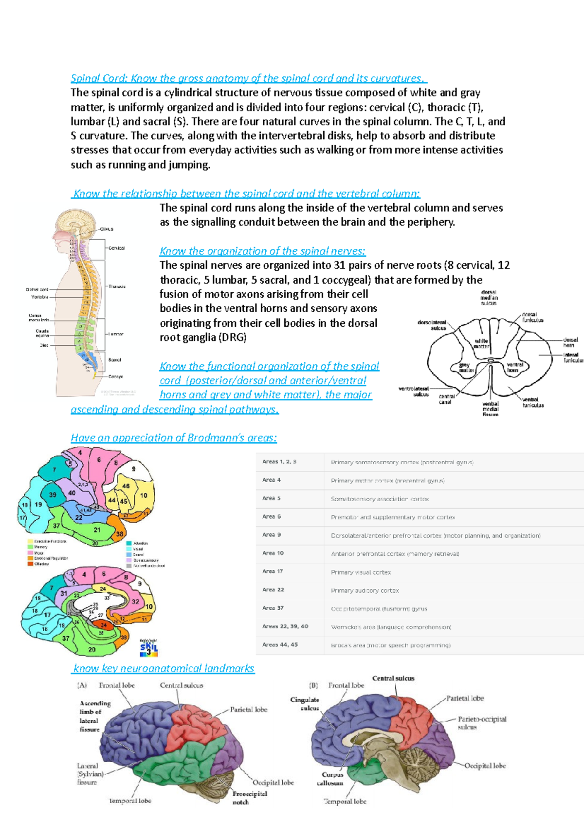 Spinal Cord - xoxo good luck - Spinal Cord: Know the gross anatomy of ...