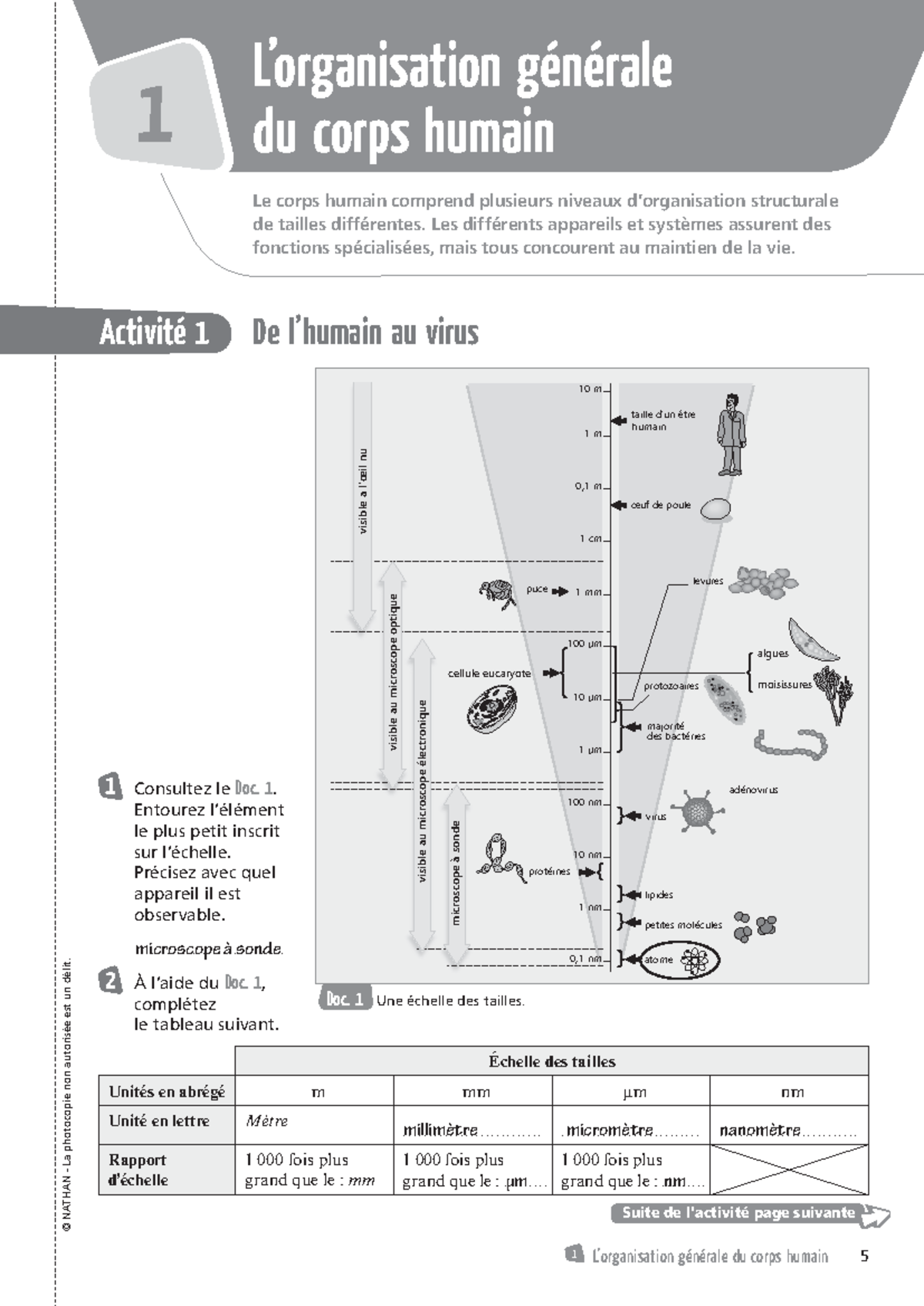 L’organisation générale du corps hum - © NATHAN - La photocopie non ...