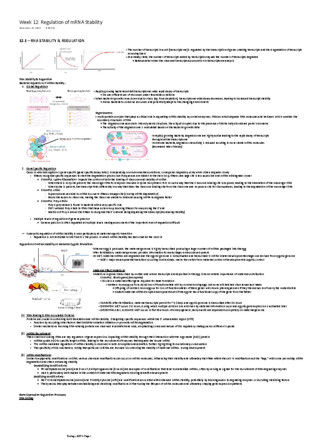 Week 12 Regulation of m RNA Stability - The number of transcripts in a ...
