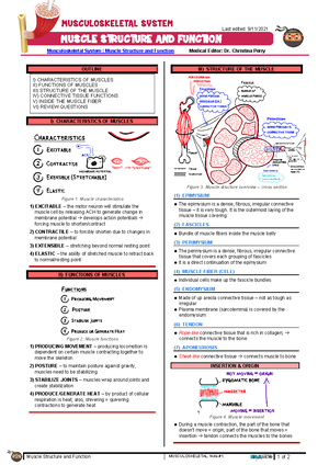 395 - Musculoskeletal Physiology] Type I Muscle Fibers - TYPE I MUSCLE ...
