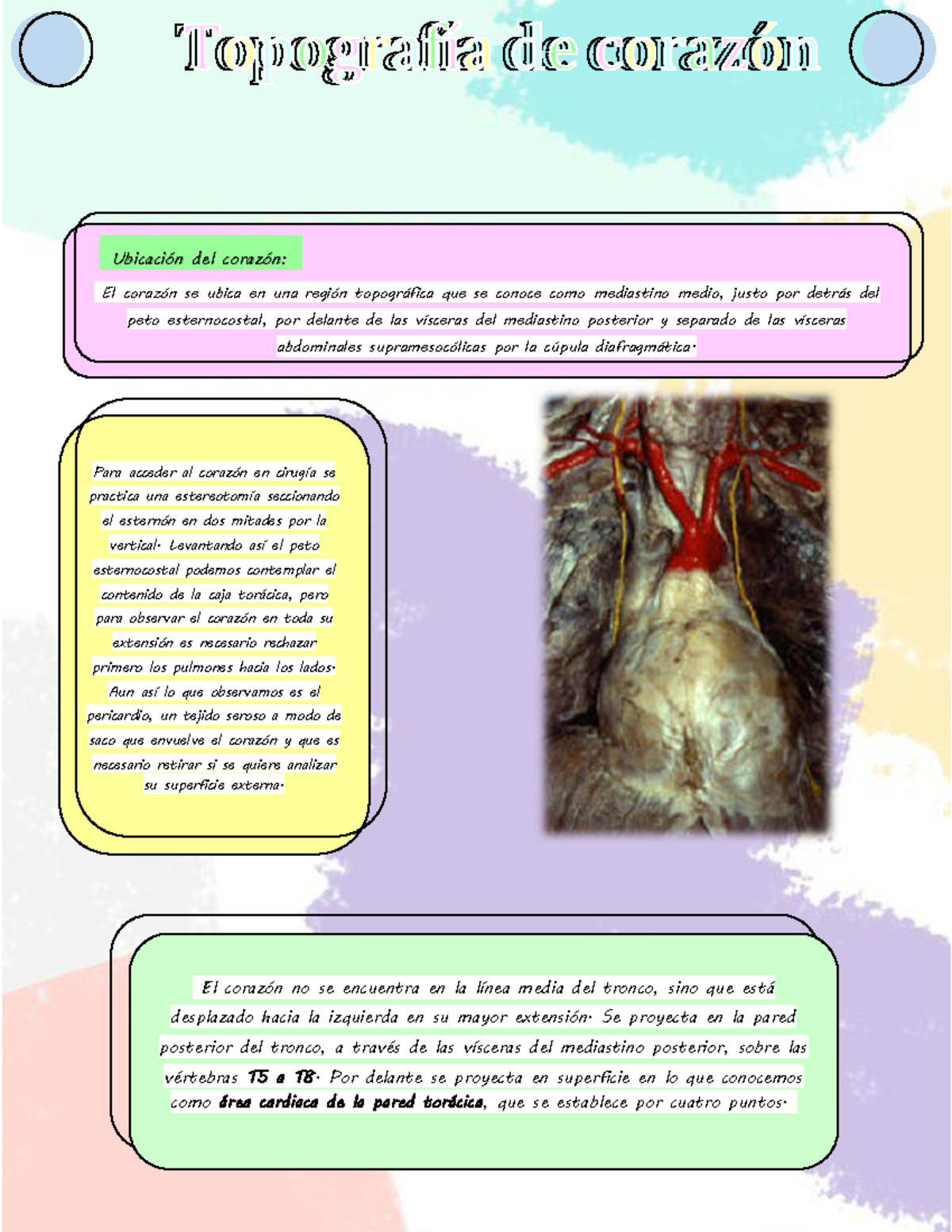 Corazón Y Ciclo Cardiaco - El corazón se ubica en una región ...