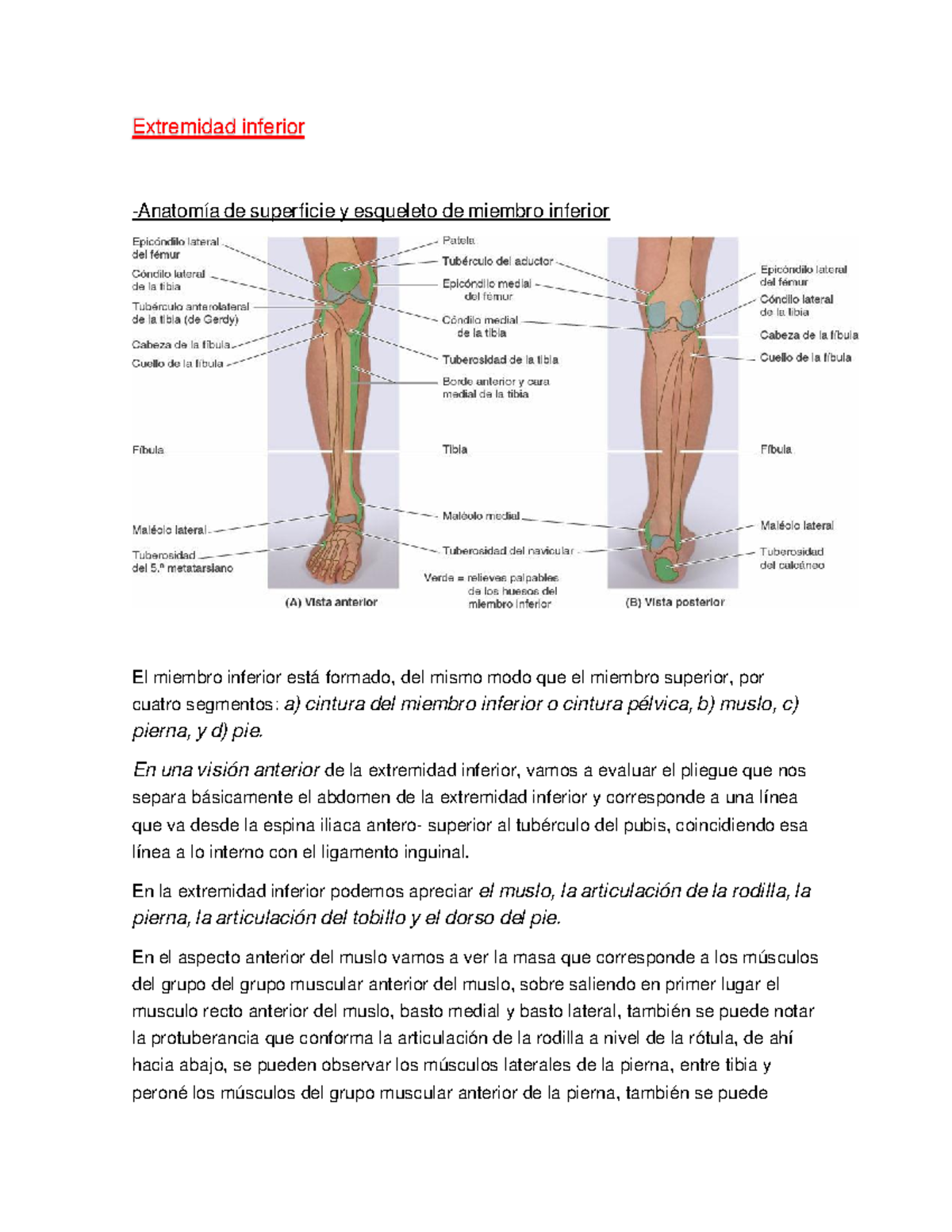 Esqueleto de Extremidades inferiores - Extremidad inferior -Anatomía de ...