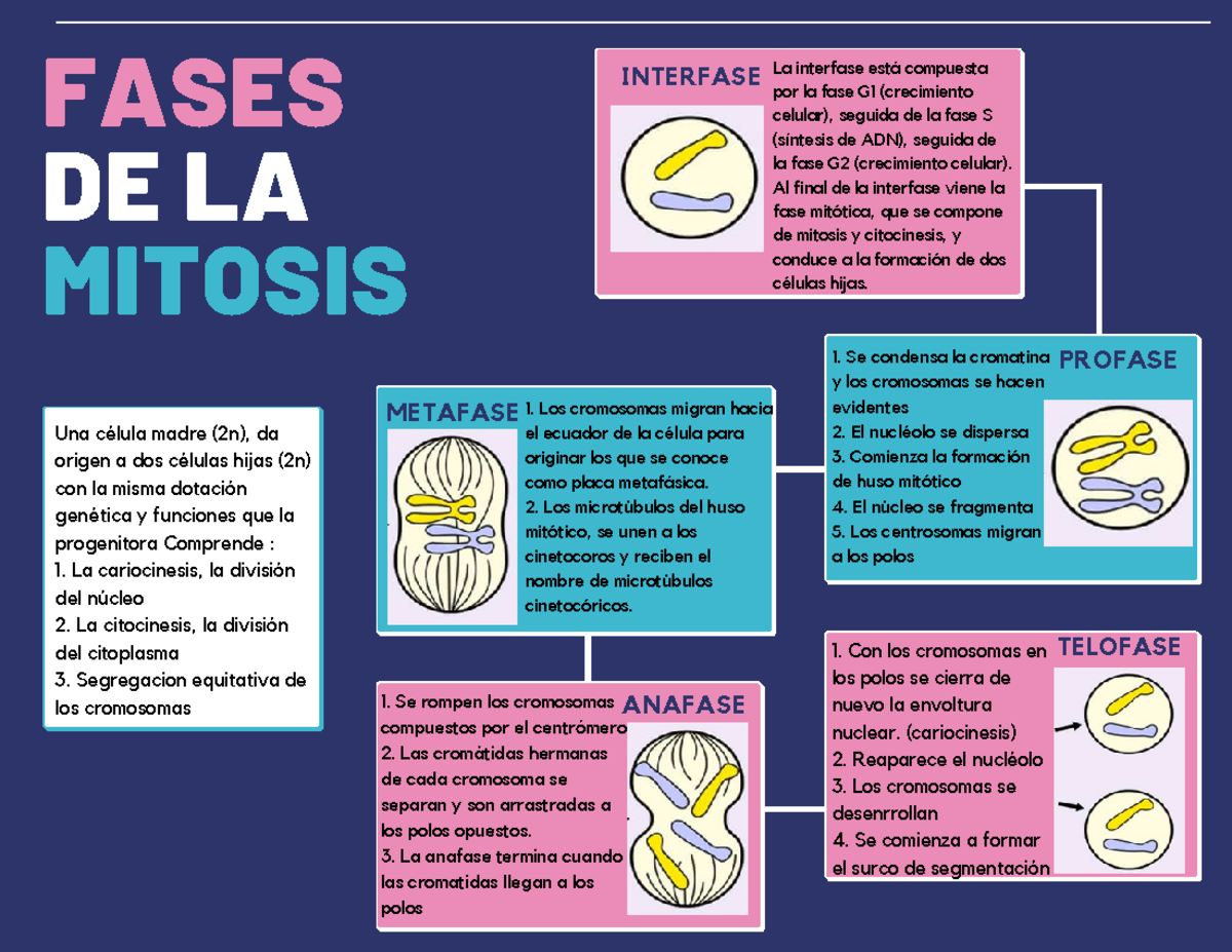 Mitosis - INTERFASE METAFASE PROFASE TELOFASE ANAFASE FASES DE LA ...