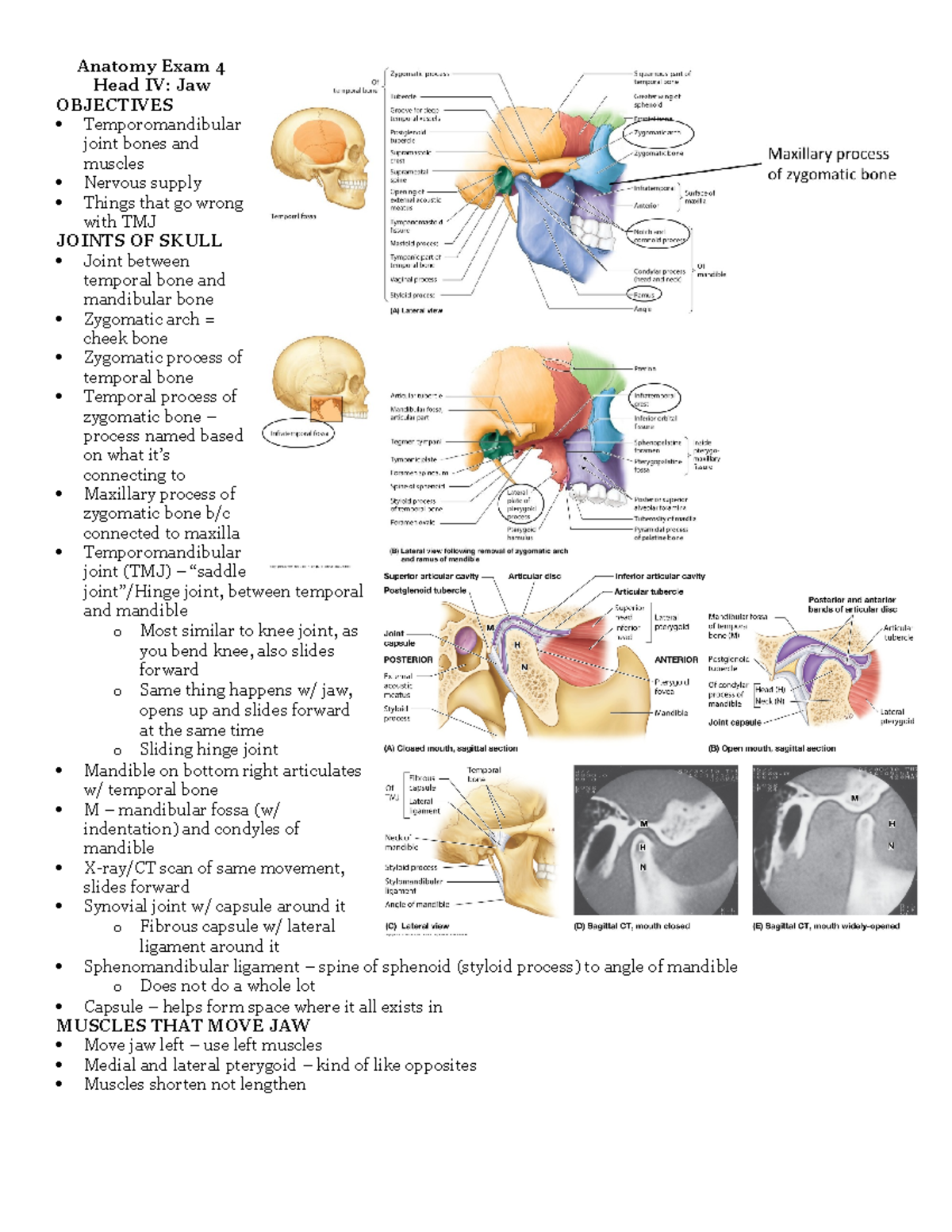 Head IV Jaw - Nelson - Anatomy Exam 4 Head IV: Jaw OBJECTIVES ...