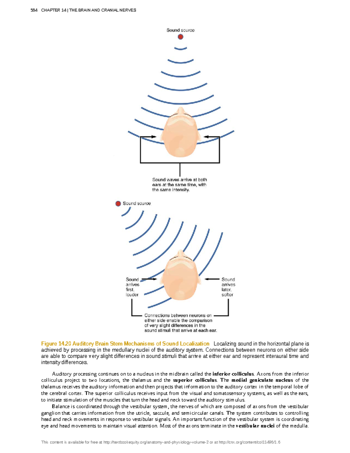 Ana Phy-131-135 - Anaphy Lectures Collection - Figure 14 Auditory Brain ...