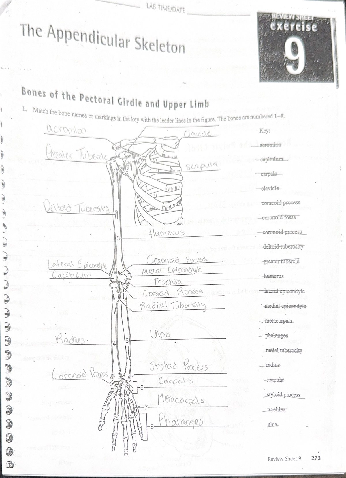 Anatomy - Appendicular Skeleton - LAB REVIEW SHEET exercise The Appendicular Skeleton Bones of ...