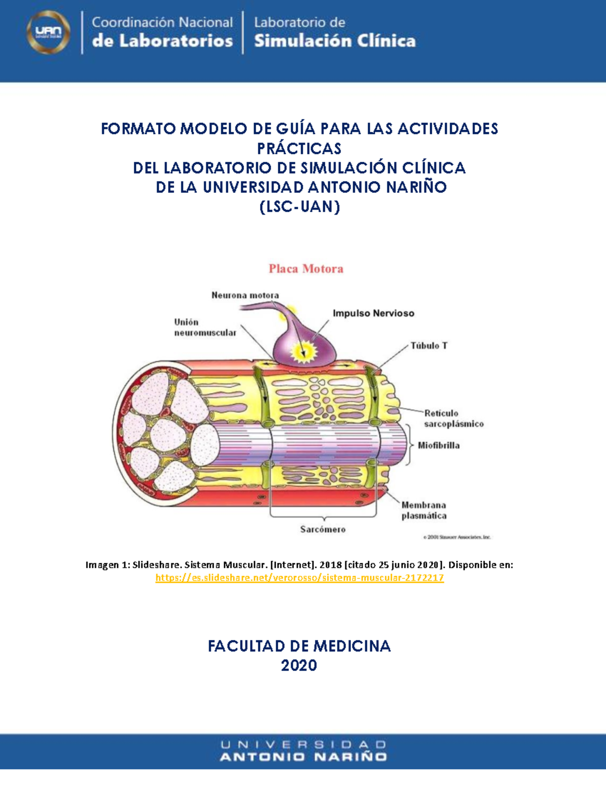 GUIA Virtual 4 Contraccion Muscular - FORMATO MODELO DE GUÍA PARA LAS ...