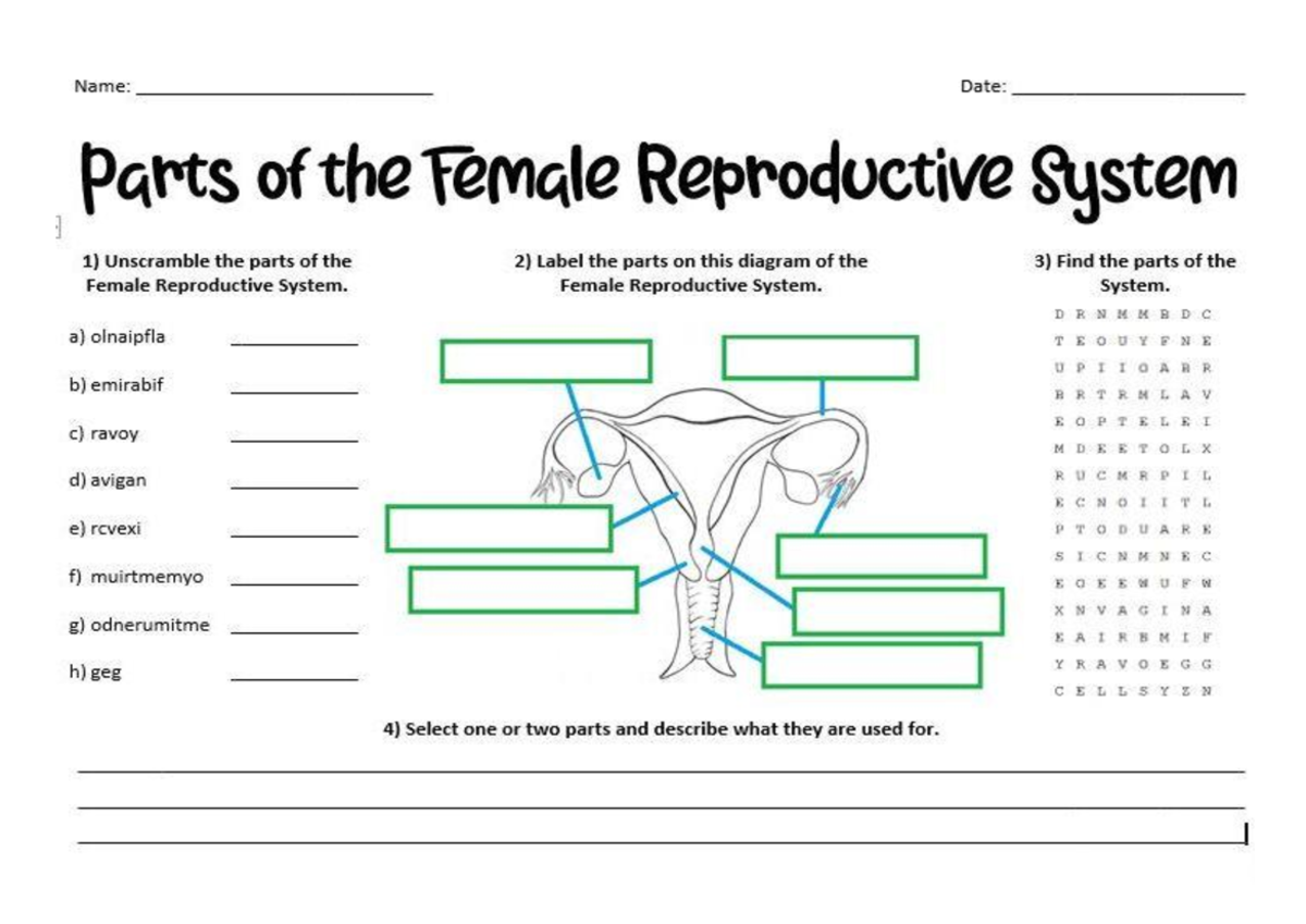 Female Reproductive Activity - General Education - Studocu