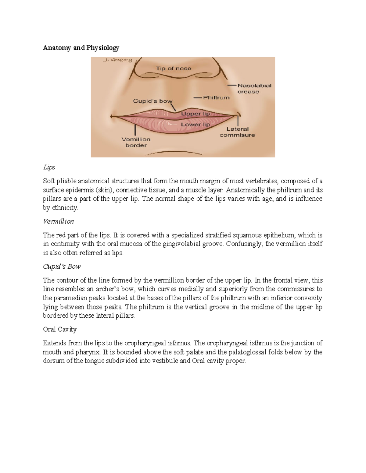 Cheiloplasty - asdasdasd - Anatomy and Physiology Lips Soft pliable ...