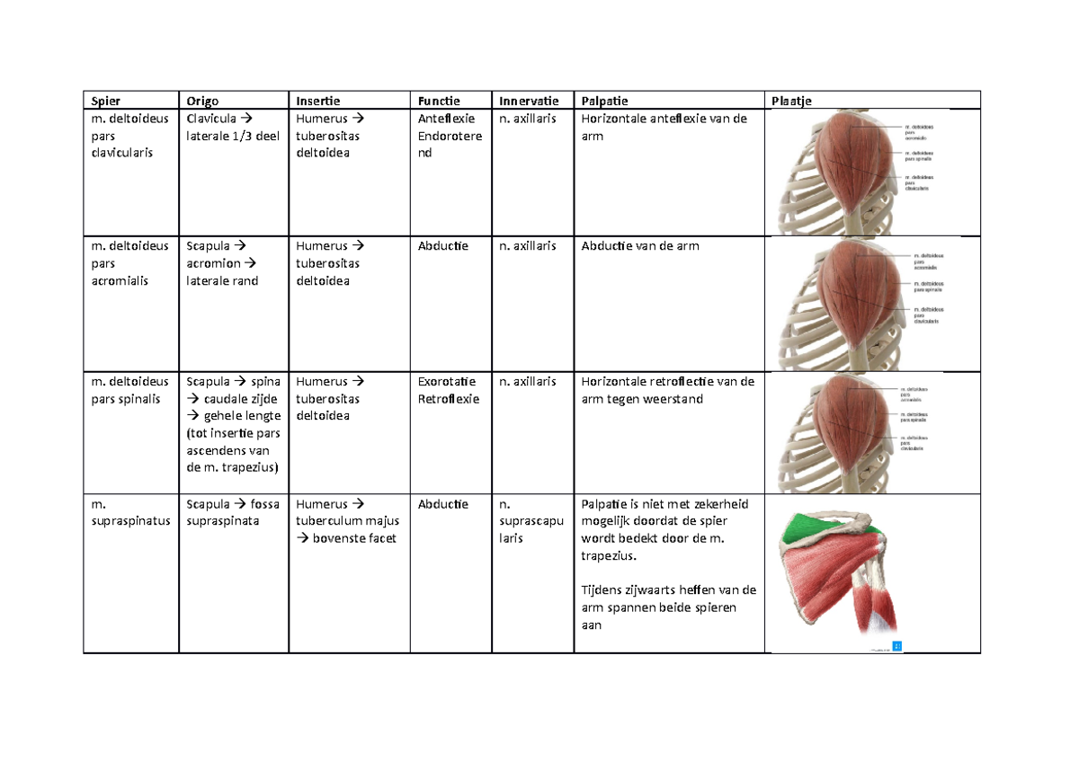 Deeltoets B arm spieren overzicht - Spier Origo Insertie Functie ...