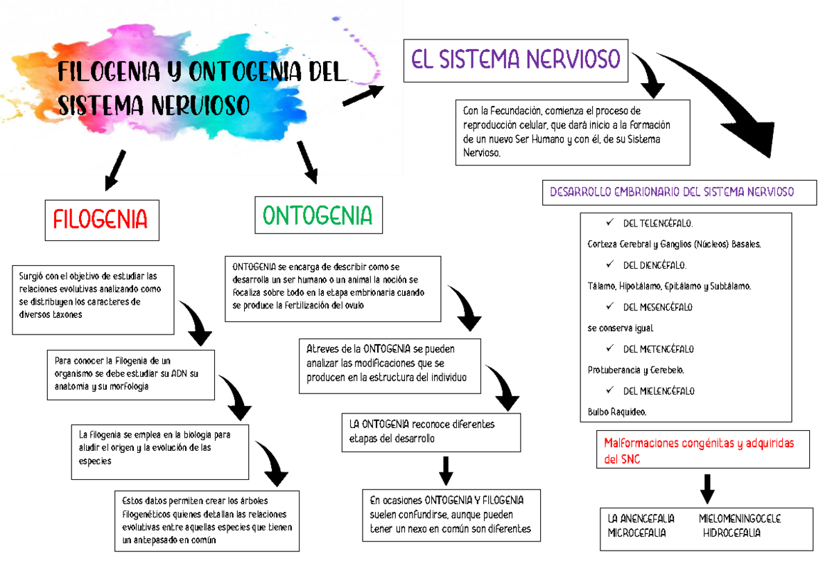 Filogenia Y Ontogenia DEL Sistema Nervioso - FILOGENIA Y ONTOGENIA DEL ...