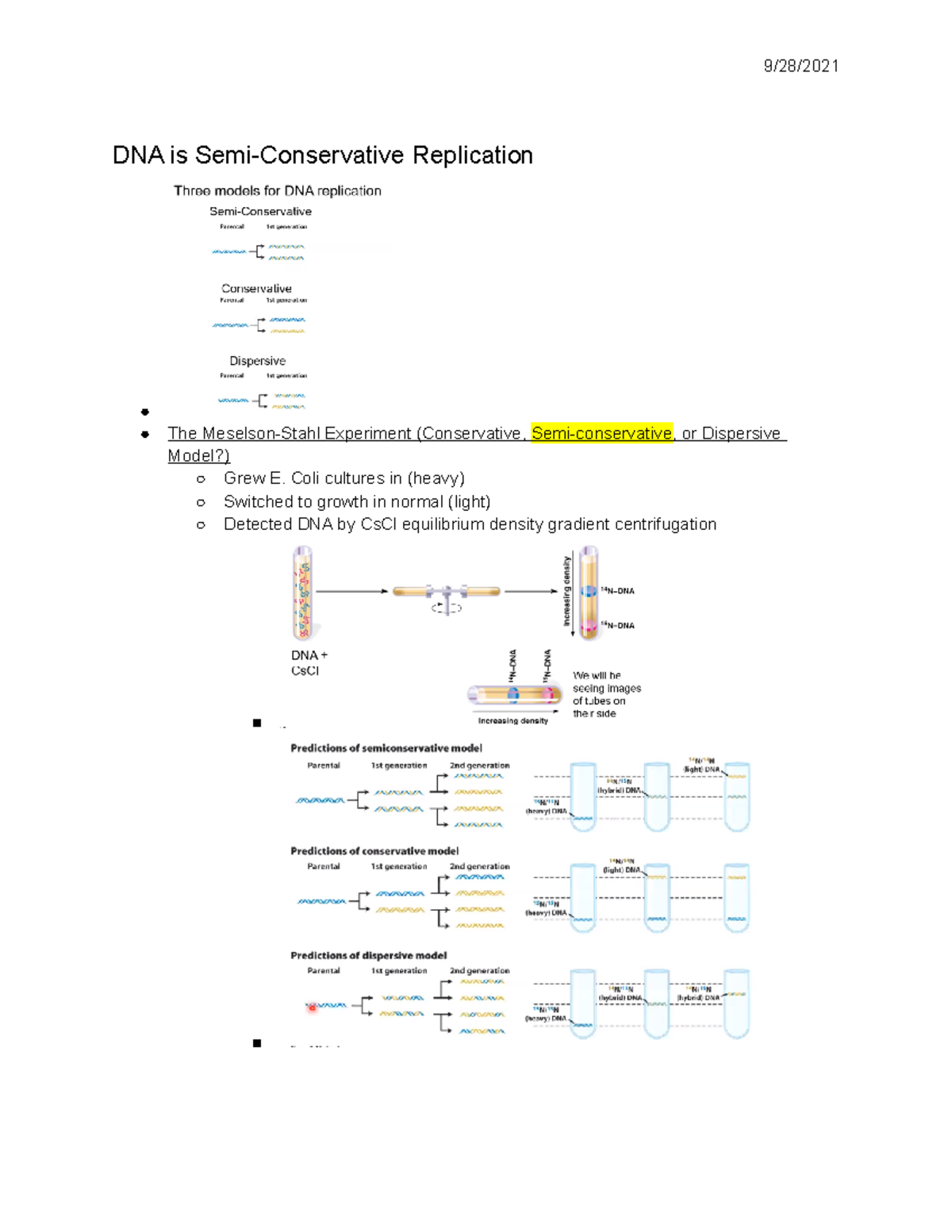 DNA Replication Notes (BIO SC 2200) - DNA is Semi-Conservative ...