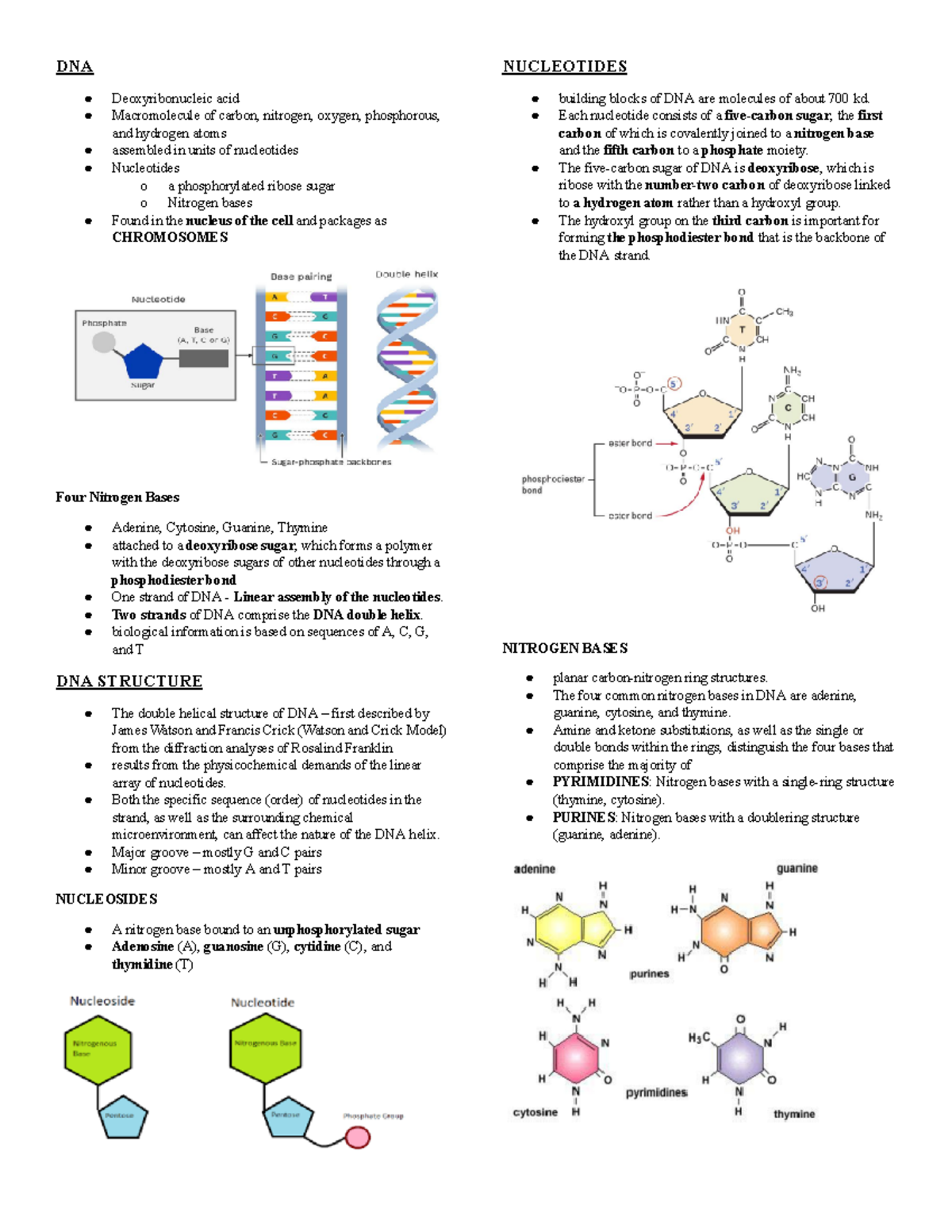 DNA - Two strands of DNA comprise the DNA double helix. biological ...