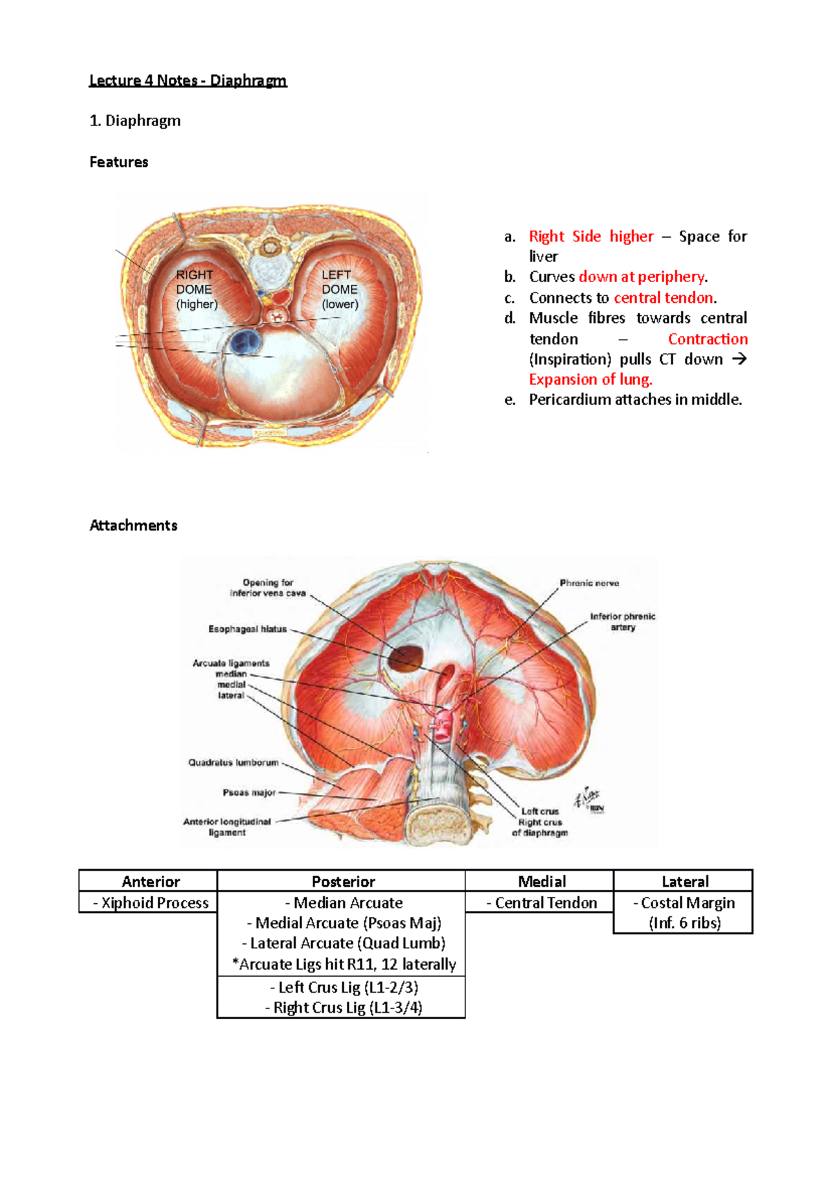 L4 Diaphragm Notes - Lecture 4 Notes - Diaphragm Diaphragm Features ...