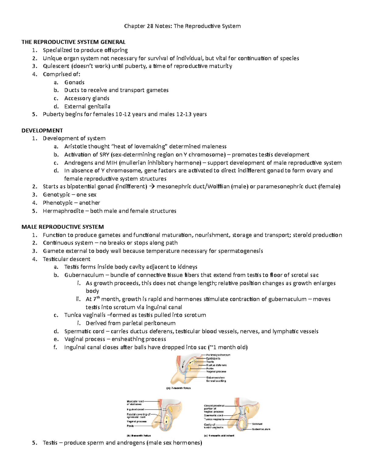 Chapter 28 Summary - Chapter 28 Notes: The Reproductive System THE ...