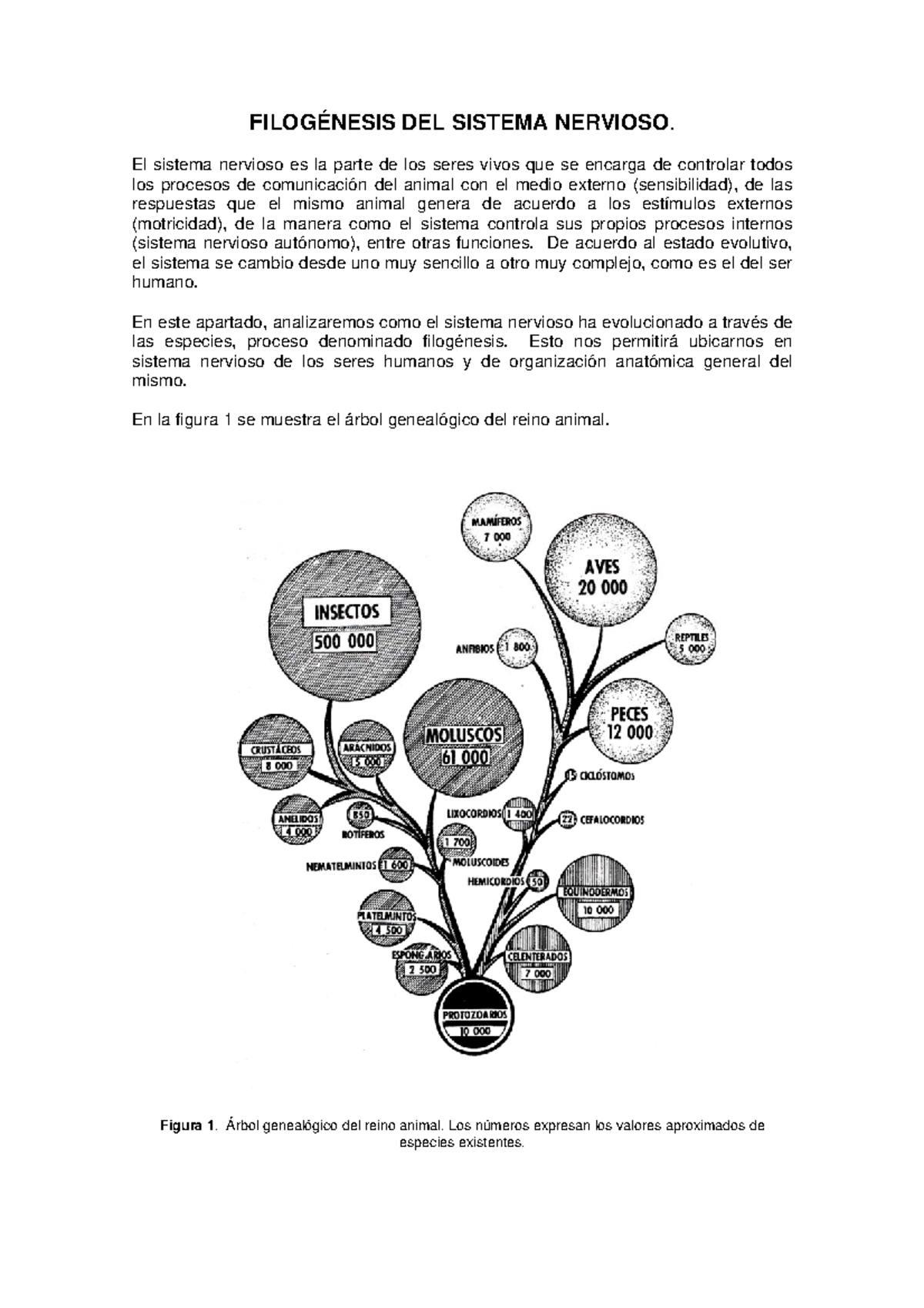 tema de filogénesis de psicobiología - FILOGÉNESIS DEL SISTEMA NERVIOSO ...