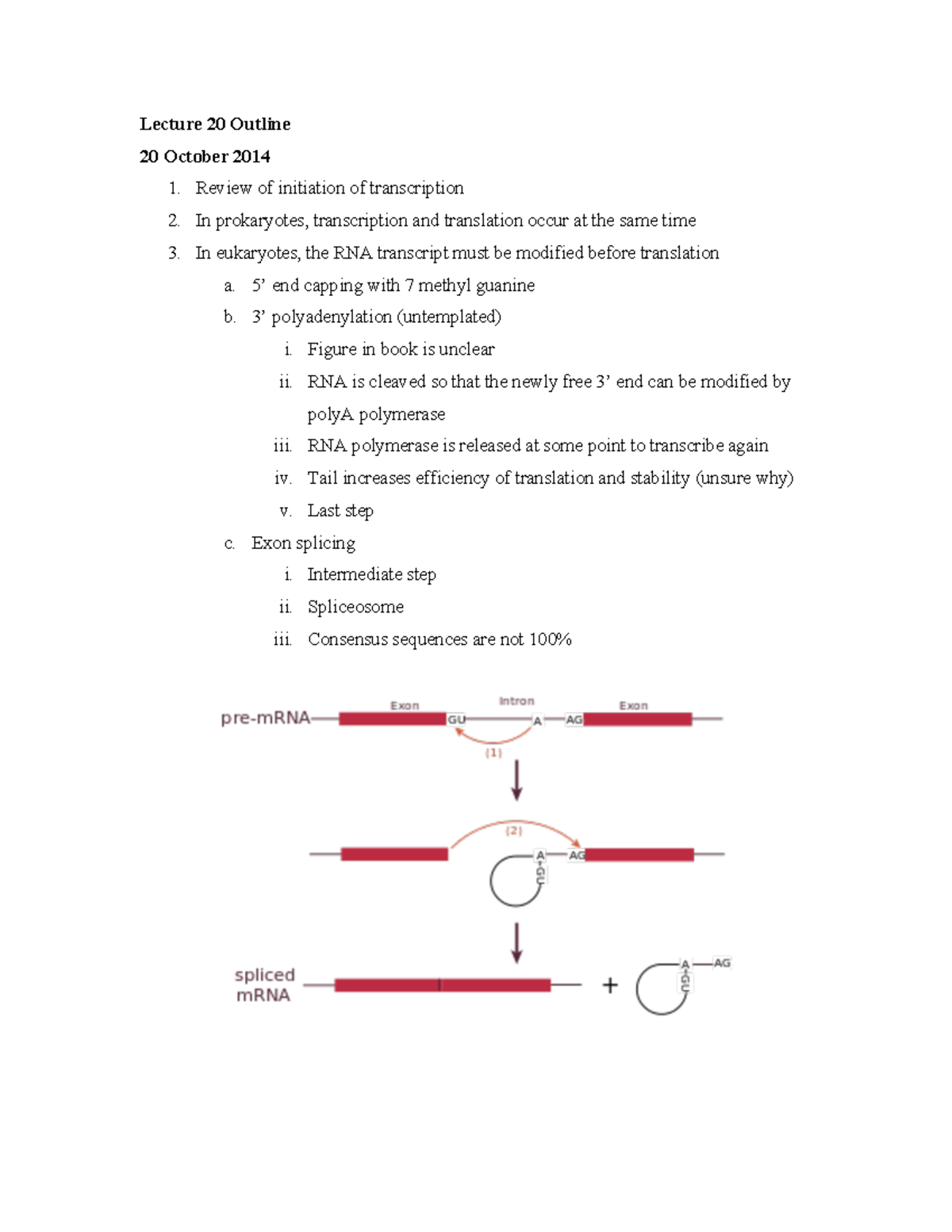 Lecture 20 Outline - RNA Processing, Splicing & IntronsProtein ...