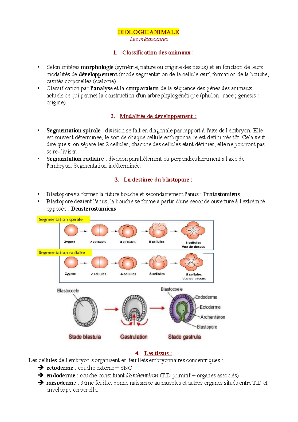 Les métazoaires - biologie animale - BIOLOGIE ANIMALE Les métazoaires 1 ...