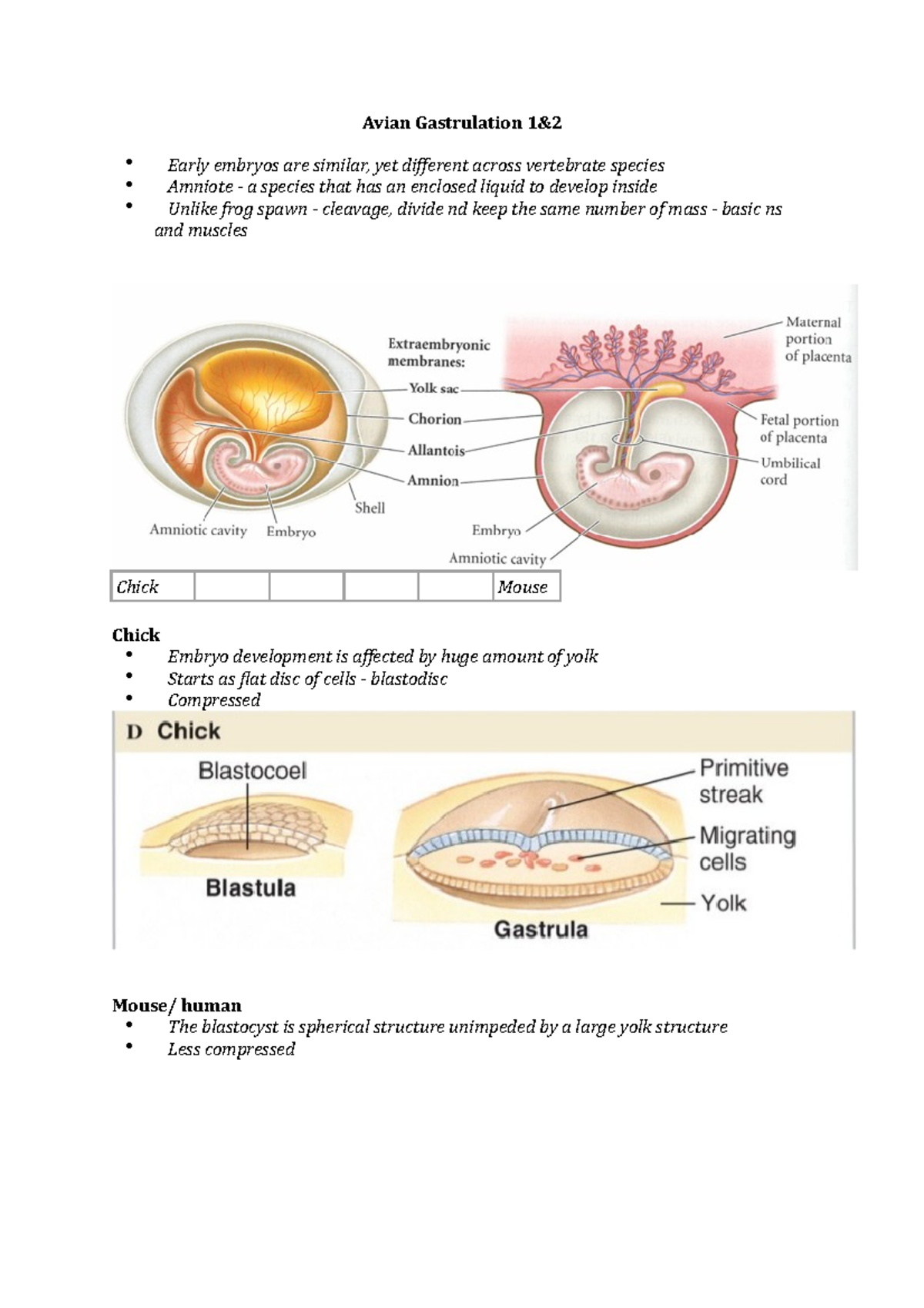 Early Vertebrate Development - Avian Gastrulation 1& Early embryos are ...