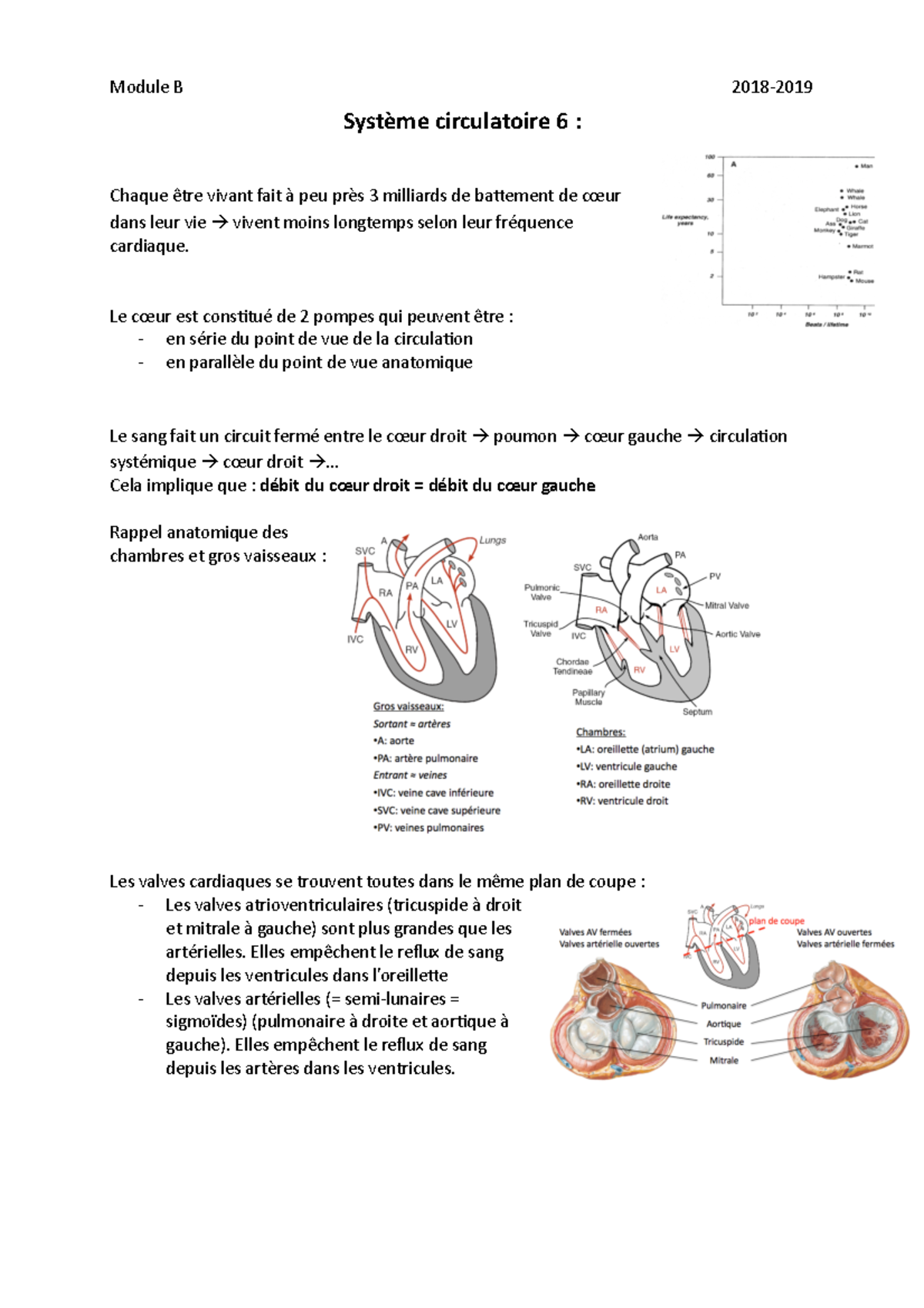 Système circulatoire 6 - Warning: TT: undefined function: 32 Système ...