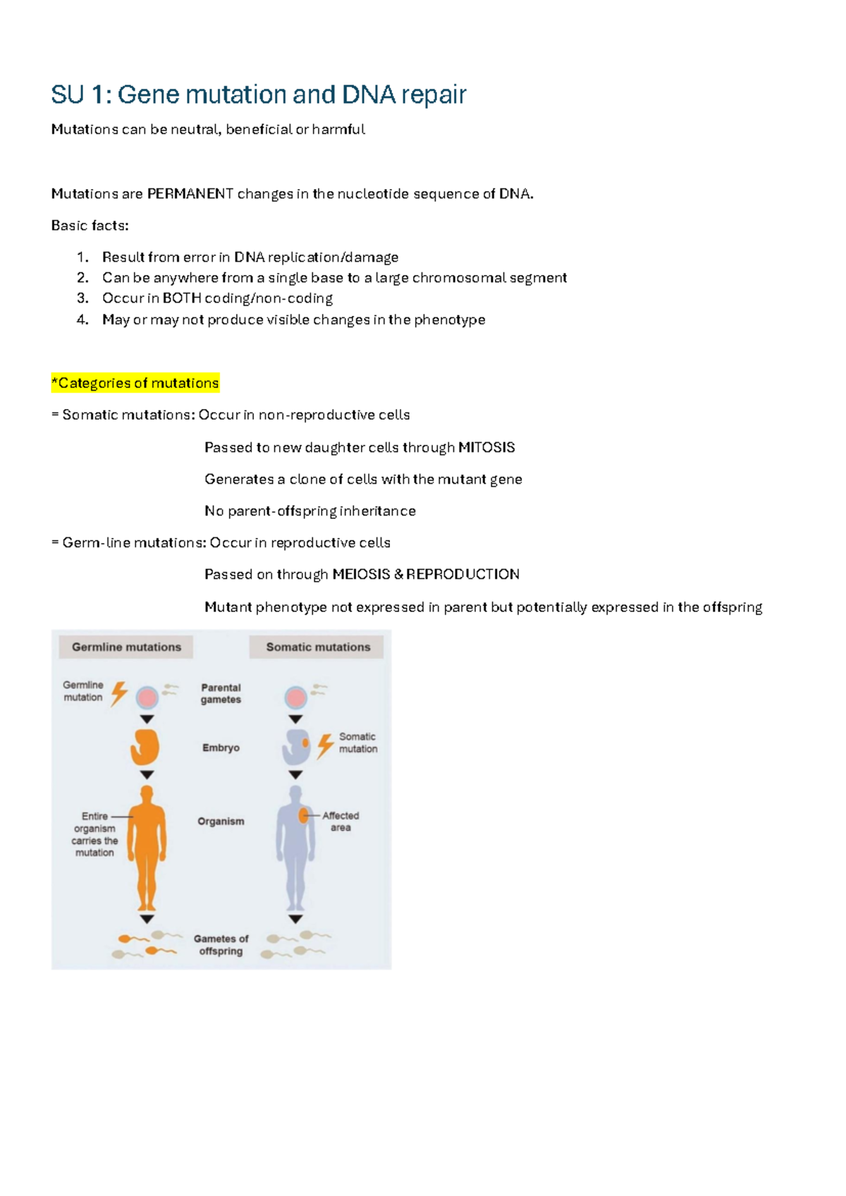 SU 1 - summary of gene mutations and DNA repair - SU 1: Gene mutation ...