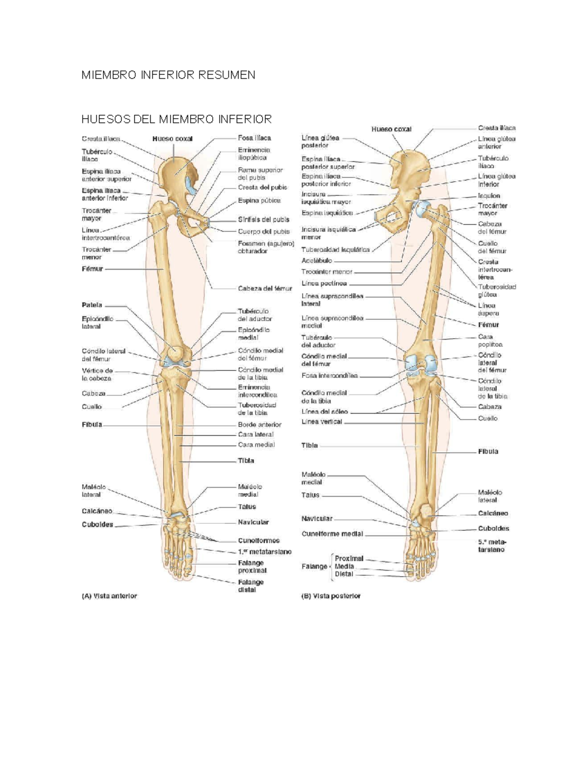 Miembro Inferior Resumen - MIEMBRO INFERIOR RESUMEN HUESOS DEL MIEMBRO ...