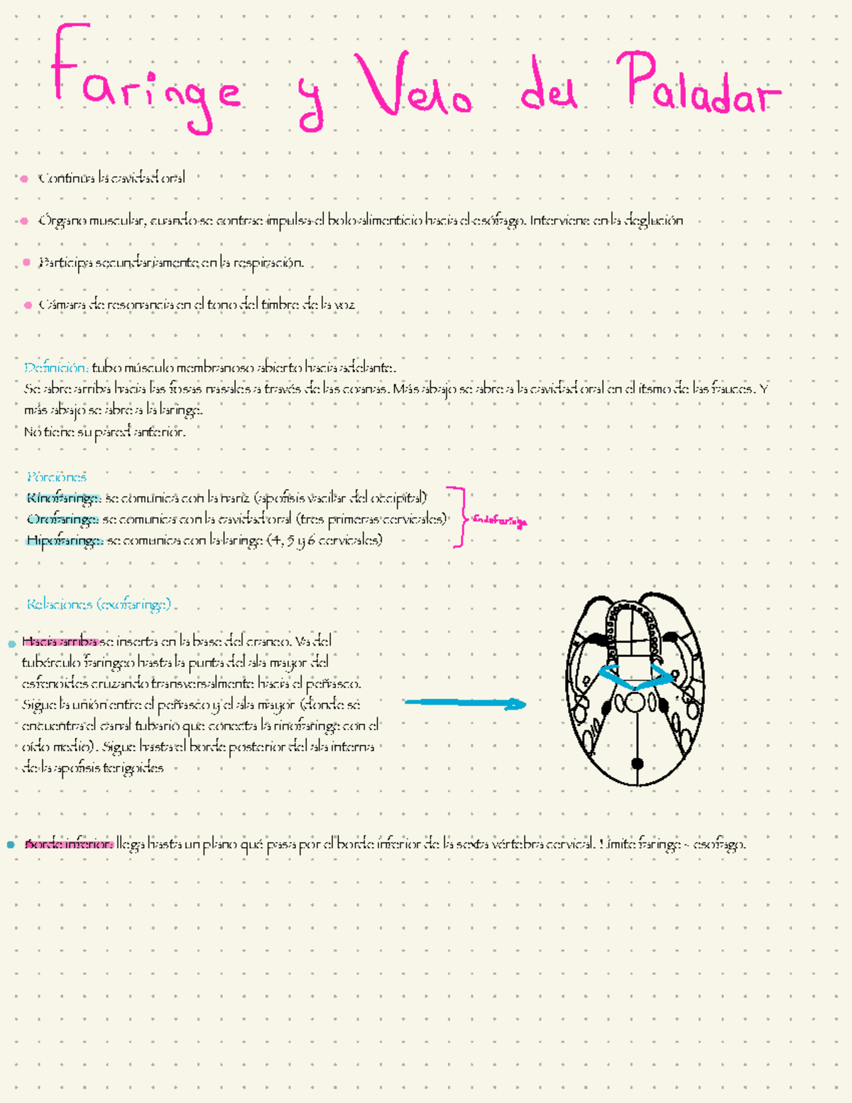 Faringe Y Velo Del Paladar - Continua la cavidad oral Órgano muscular ...