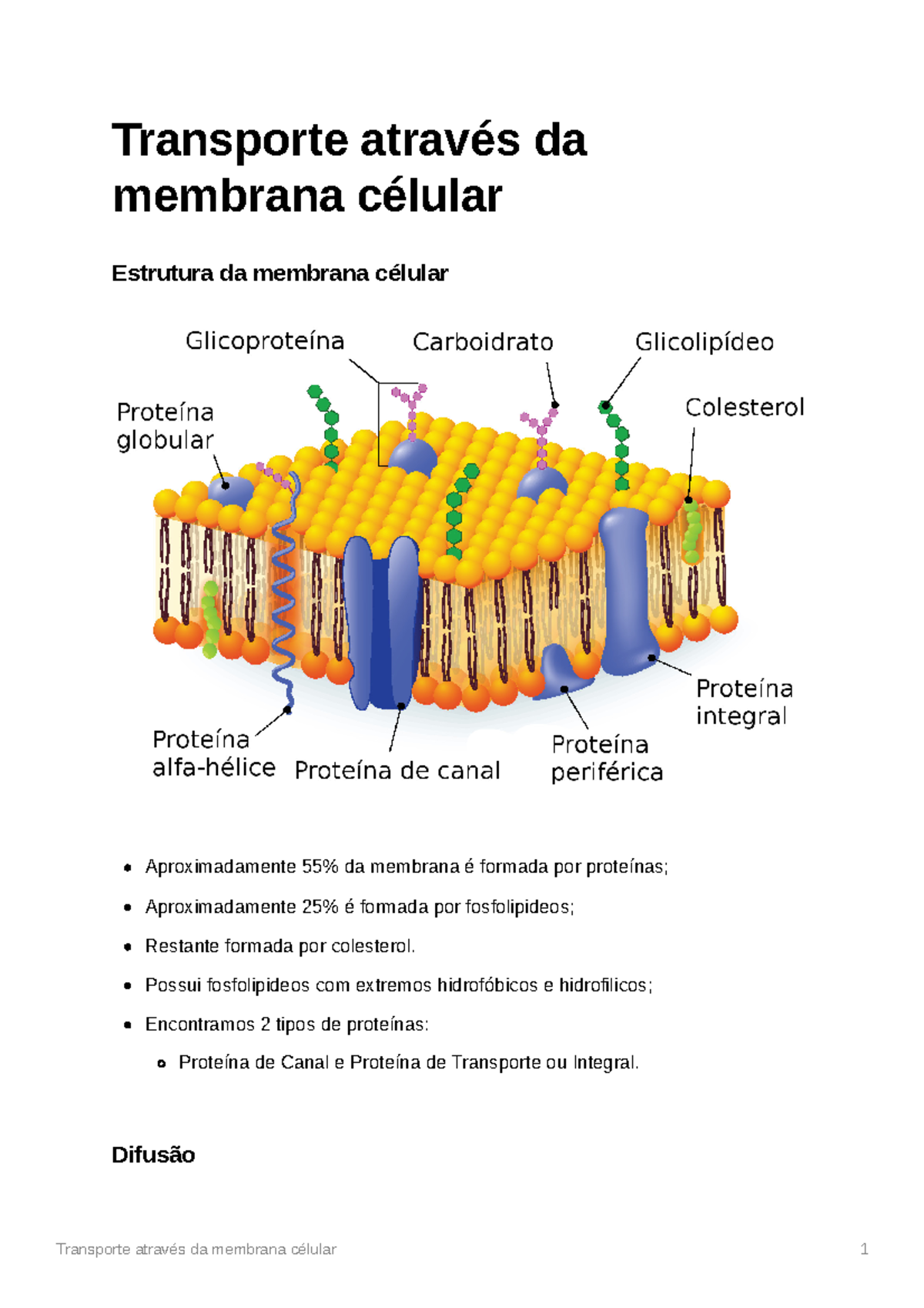 Transporte atravs da membrana clular - Transporte através da membrana ...