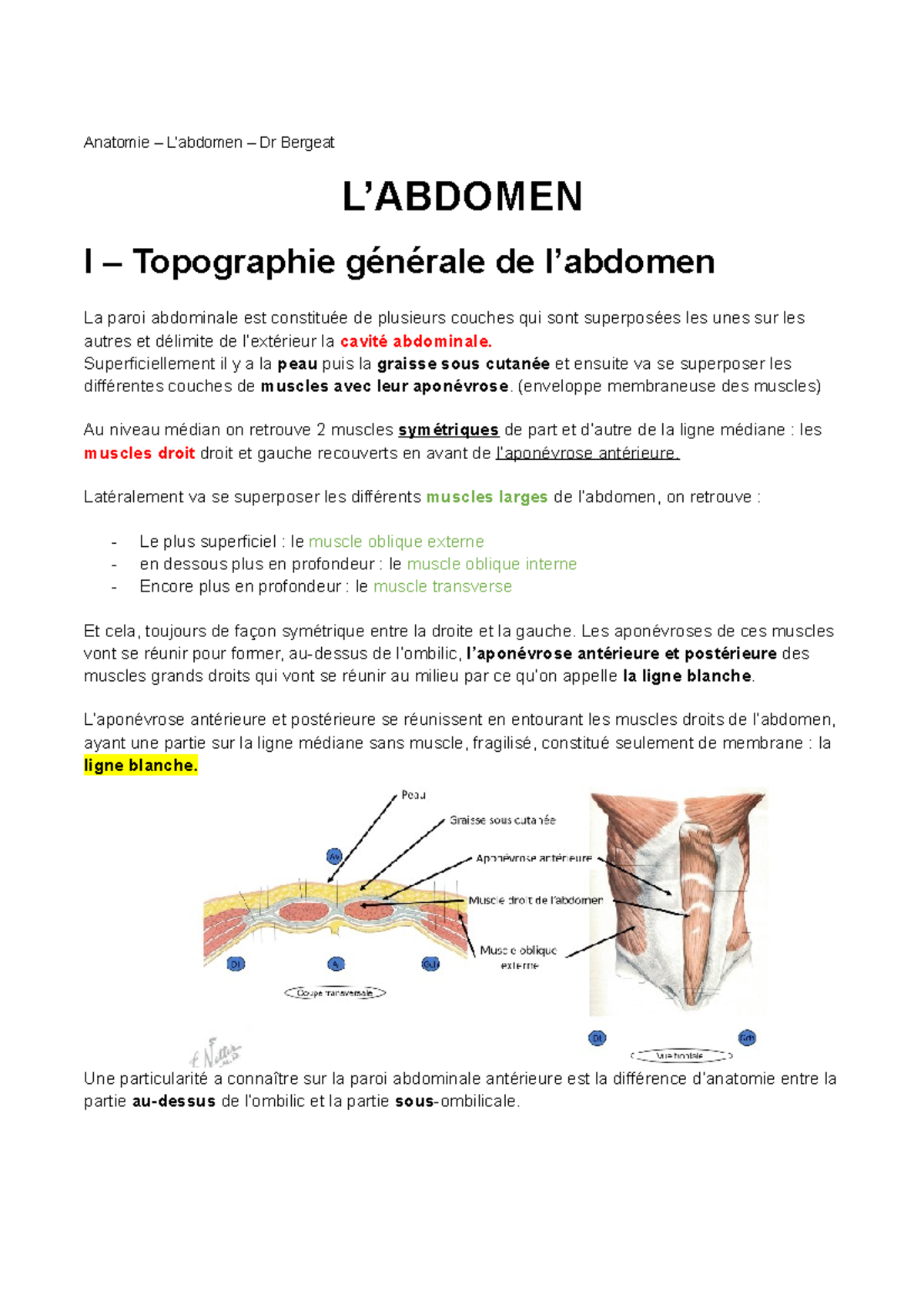 Abdomen cours LAS - Anatomie – L’abdomen – Dr Bergeat L’ABDOMEN I ...
