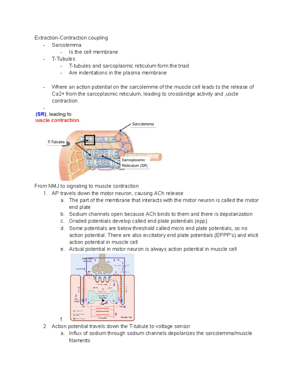 Skeletal muscle Lecture 2 - Extraction-Contraction coupling ...