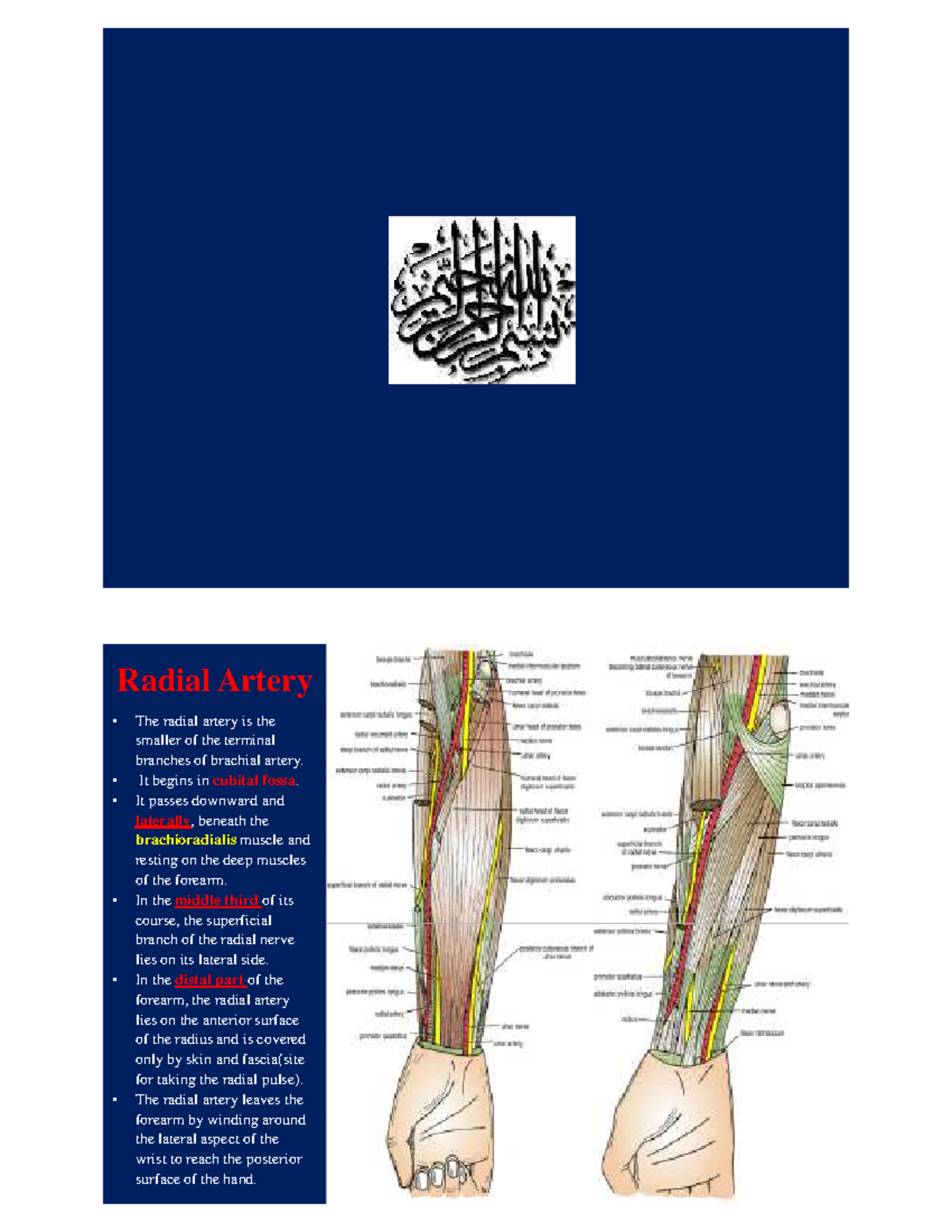 Radial Artery - medecine - The radial artery is the smaller of the ...