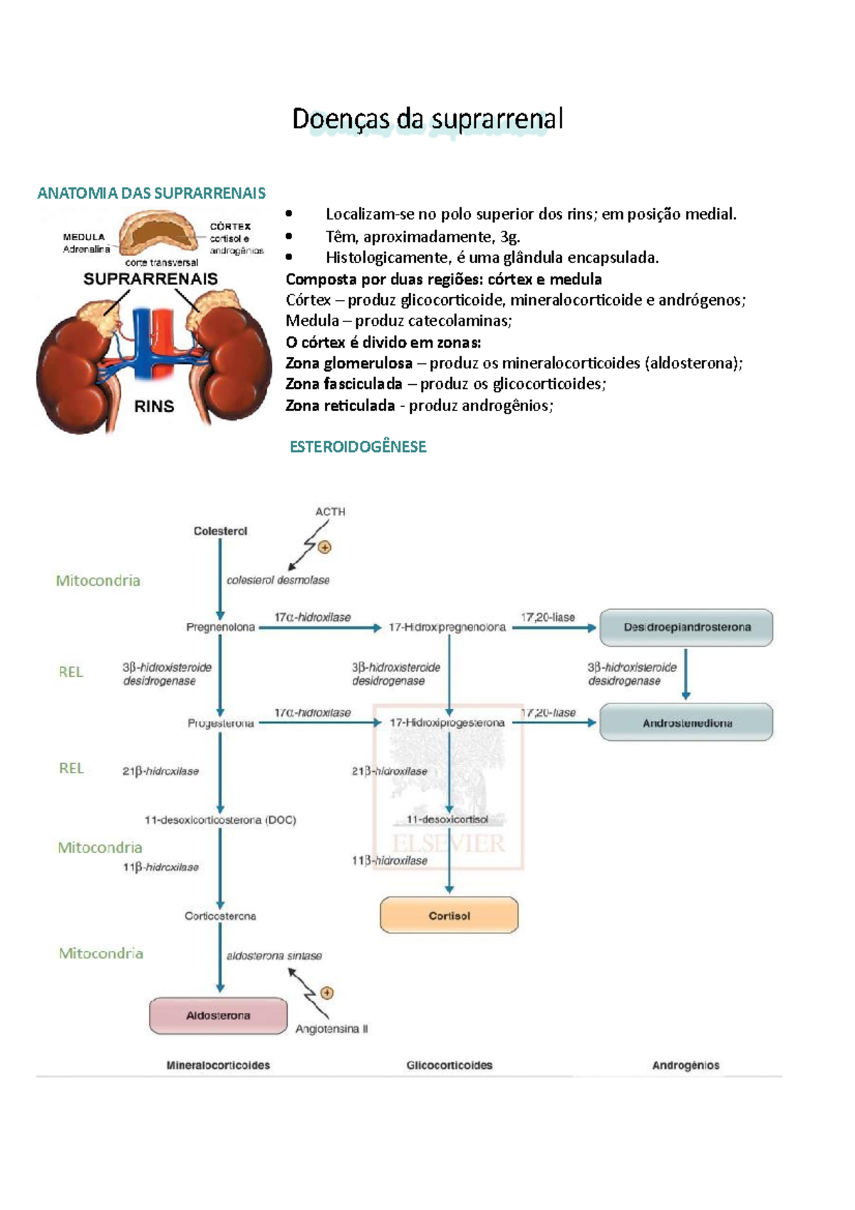 Doenças DA Suprarrenal - Doenças da suprarrenal ANATOMIA DAS ...