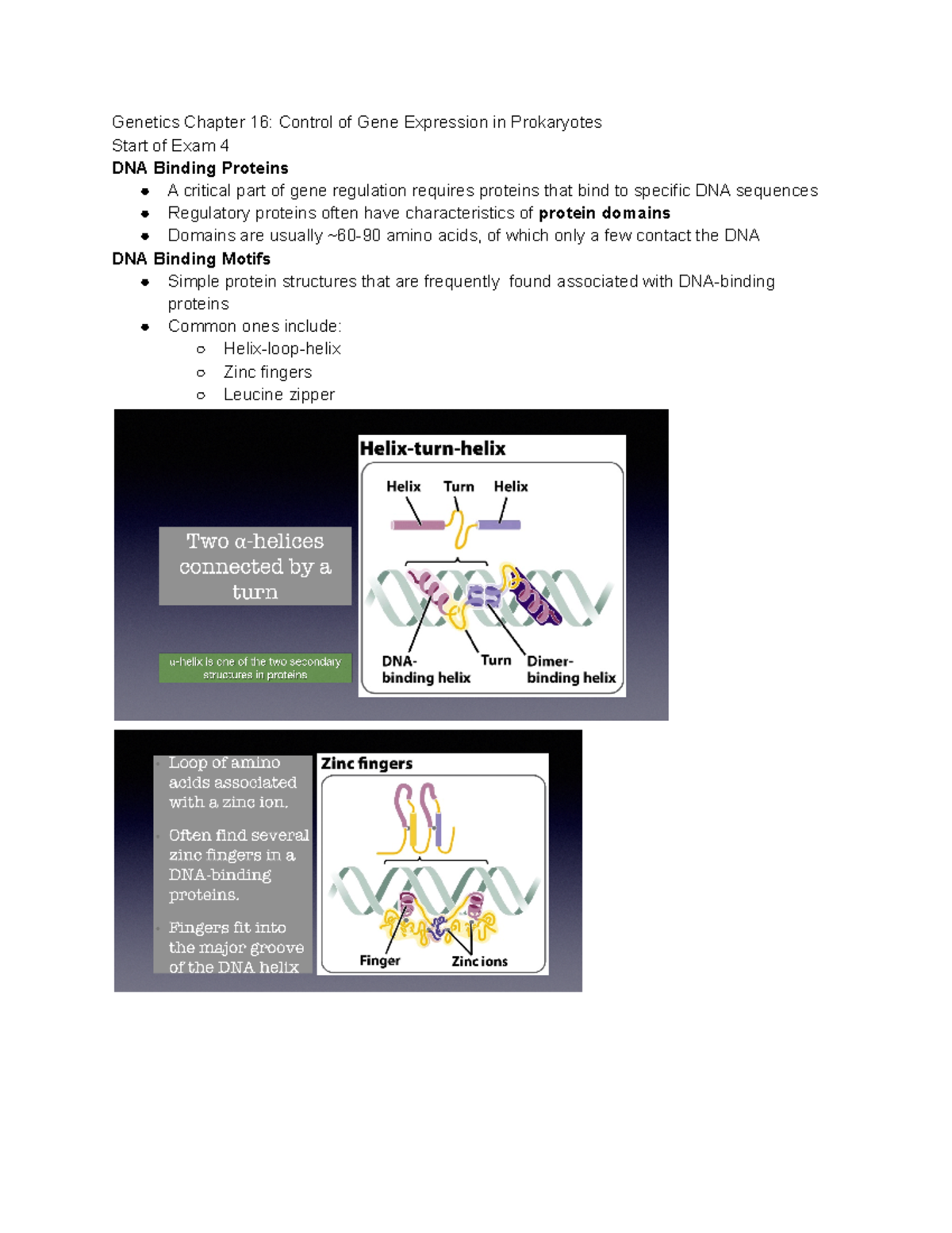 Genetics Chapter 16 Part 1 - Genetics Chapter 16: Control of Gene ...