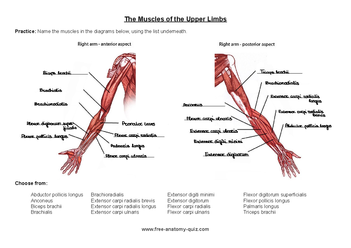 Oefening spieren armen - The Muscles of the Upper Limbs Practice: Name ...