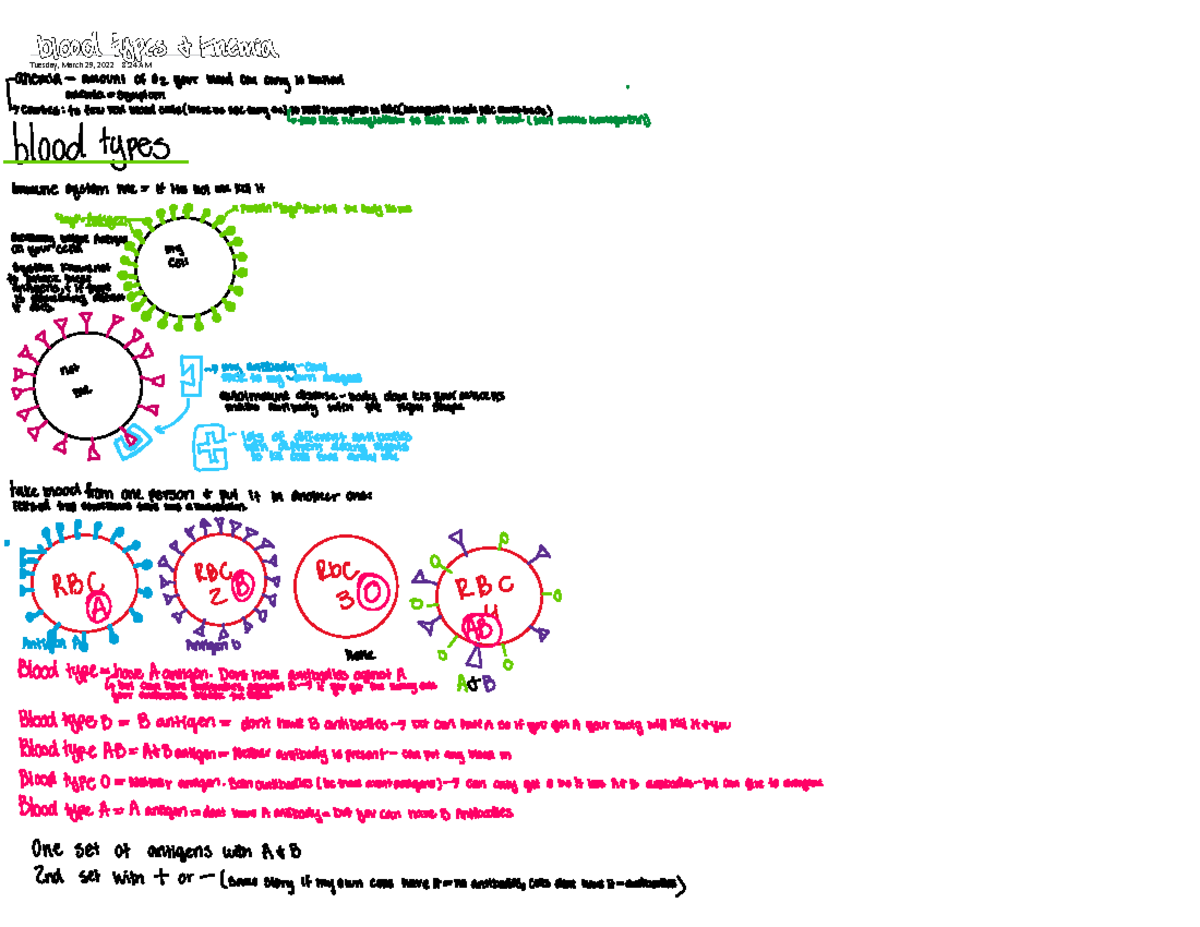 Blood phys part 2 - BIO 264 - Tuesday, March 29, 2022 8:24 AM - Studocu