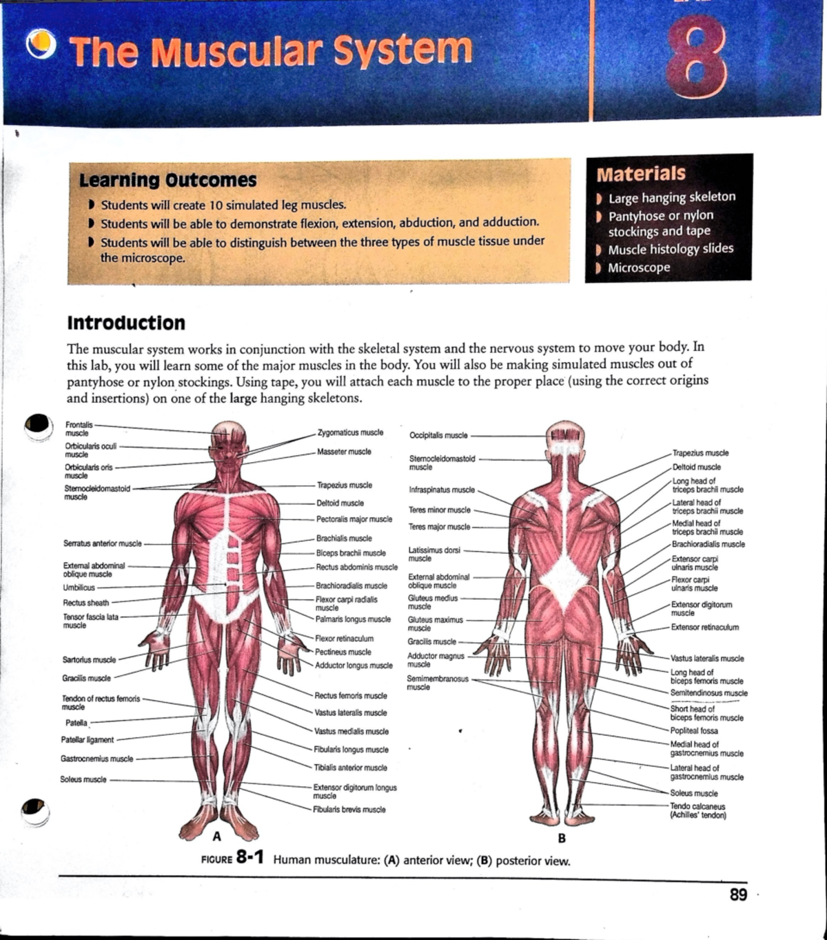 Anatomy Physiology Labarory Manual BIO 425 - Chapter 8 - BIO 425 - Studocu