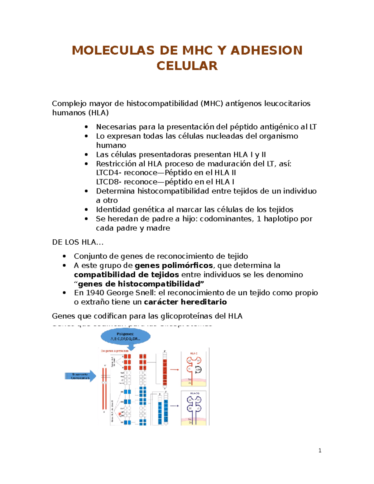 6. Moleculas DE CMH Y Adhesion Celular - MOLECULAS DE MHC Y ADHESION ...