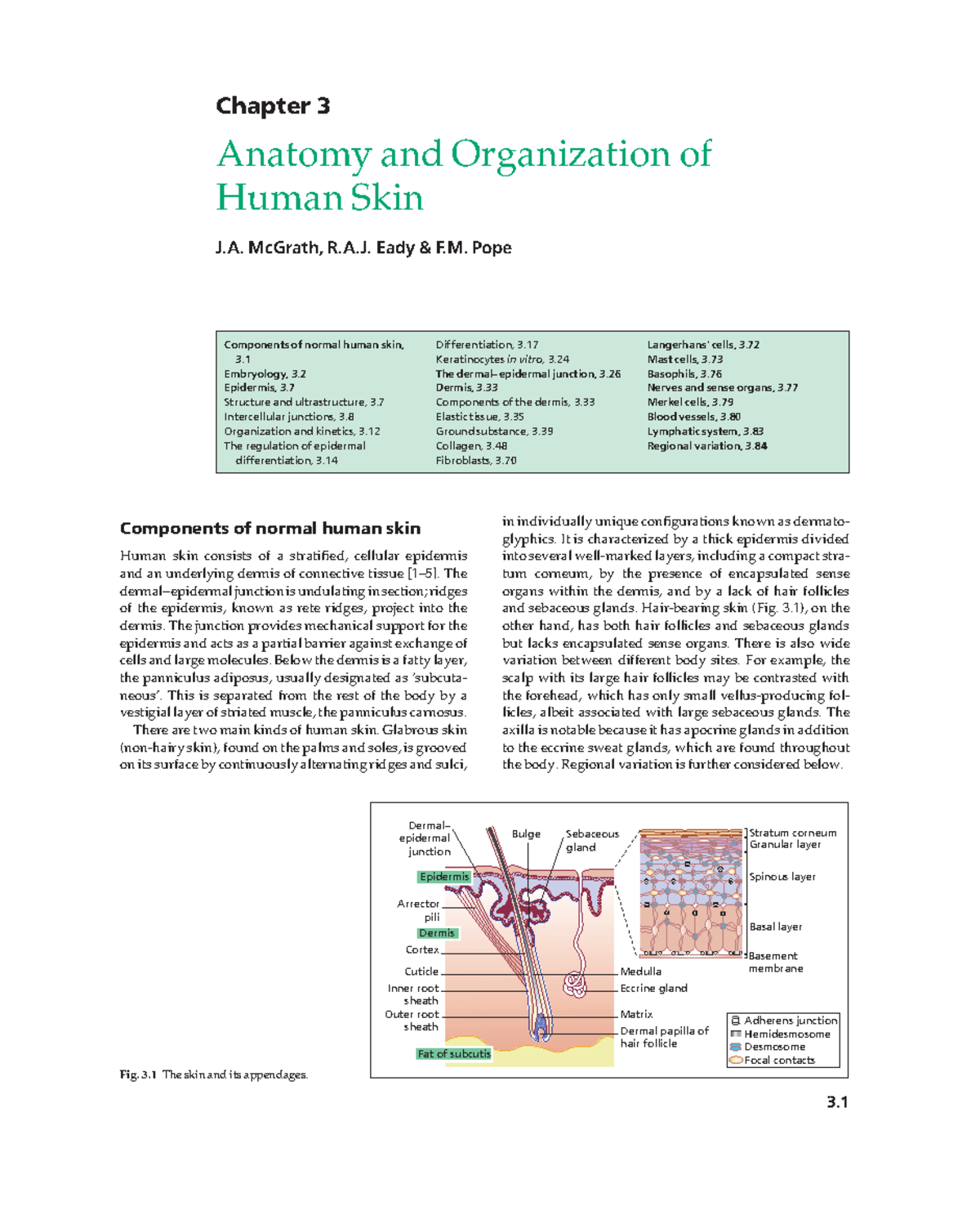 Anatomy 1. Anatomy and organization of human skin Chapter 3. - Degree ...
