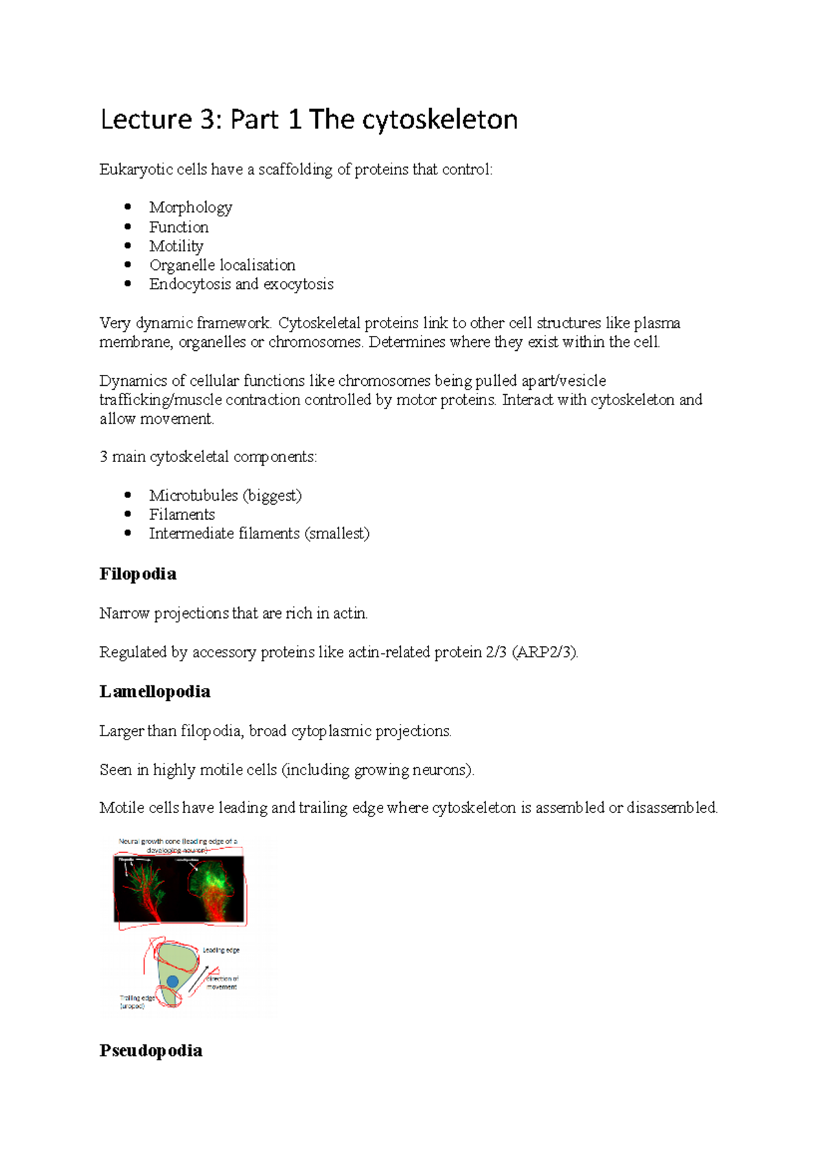 Lecture 3- part 1 of cytoskeleton - Lecture 3: Part 1 The cytoskeleton ...